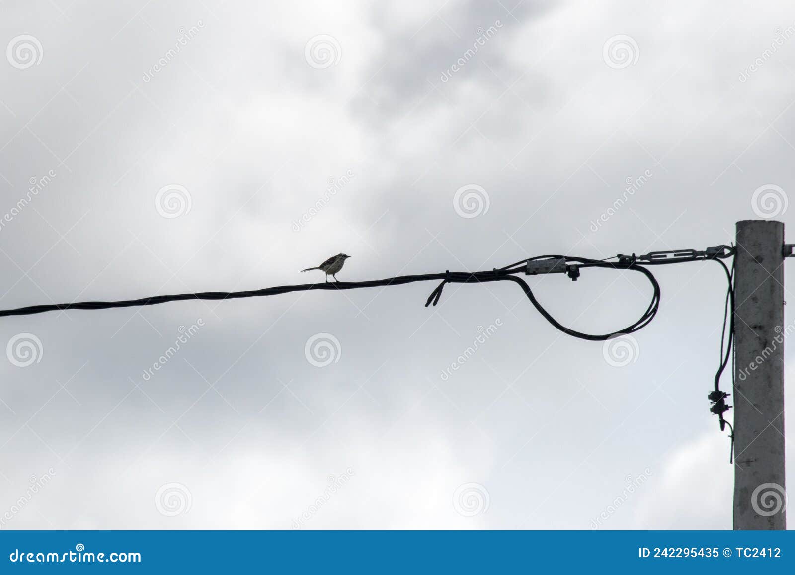 Wild Animals. Bird on a Wire Stock Image - Image of background, outdoor ...