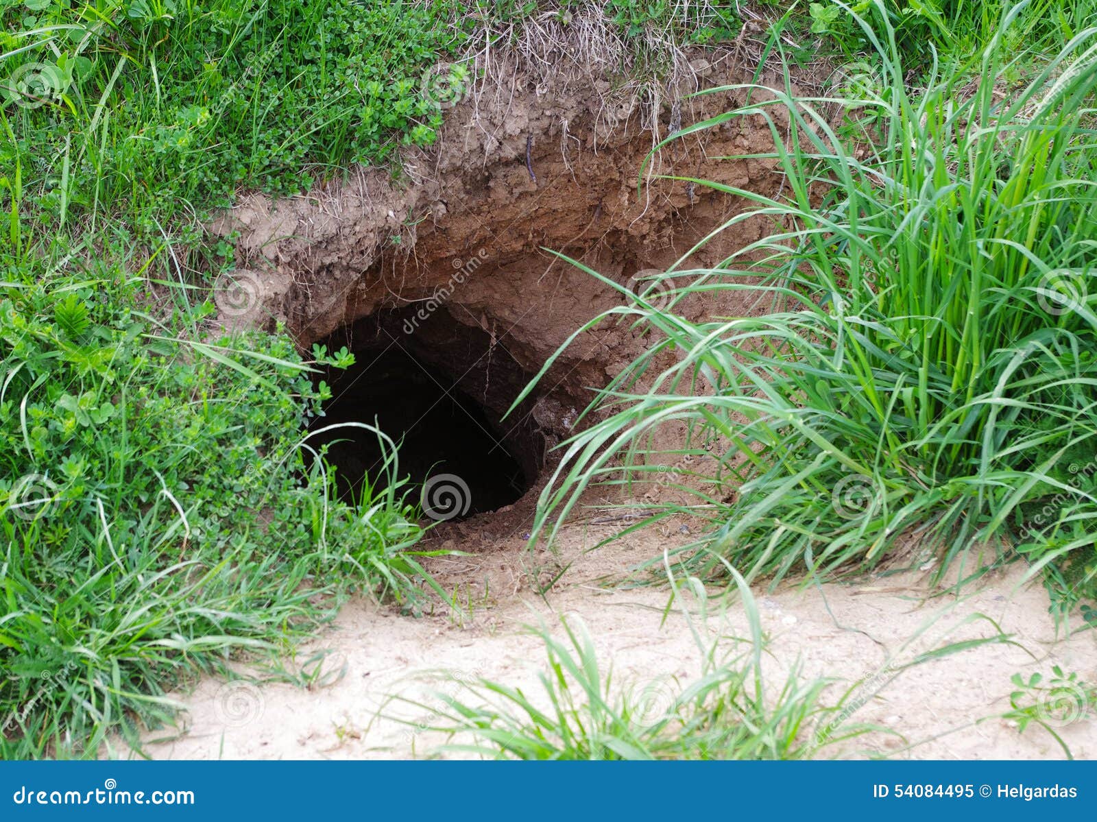 Wild animals burrow stock image. Image of hole, predator - 54084495