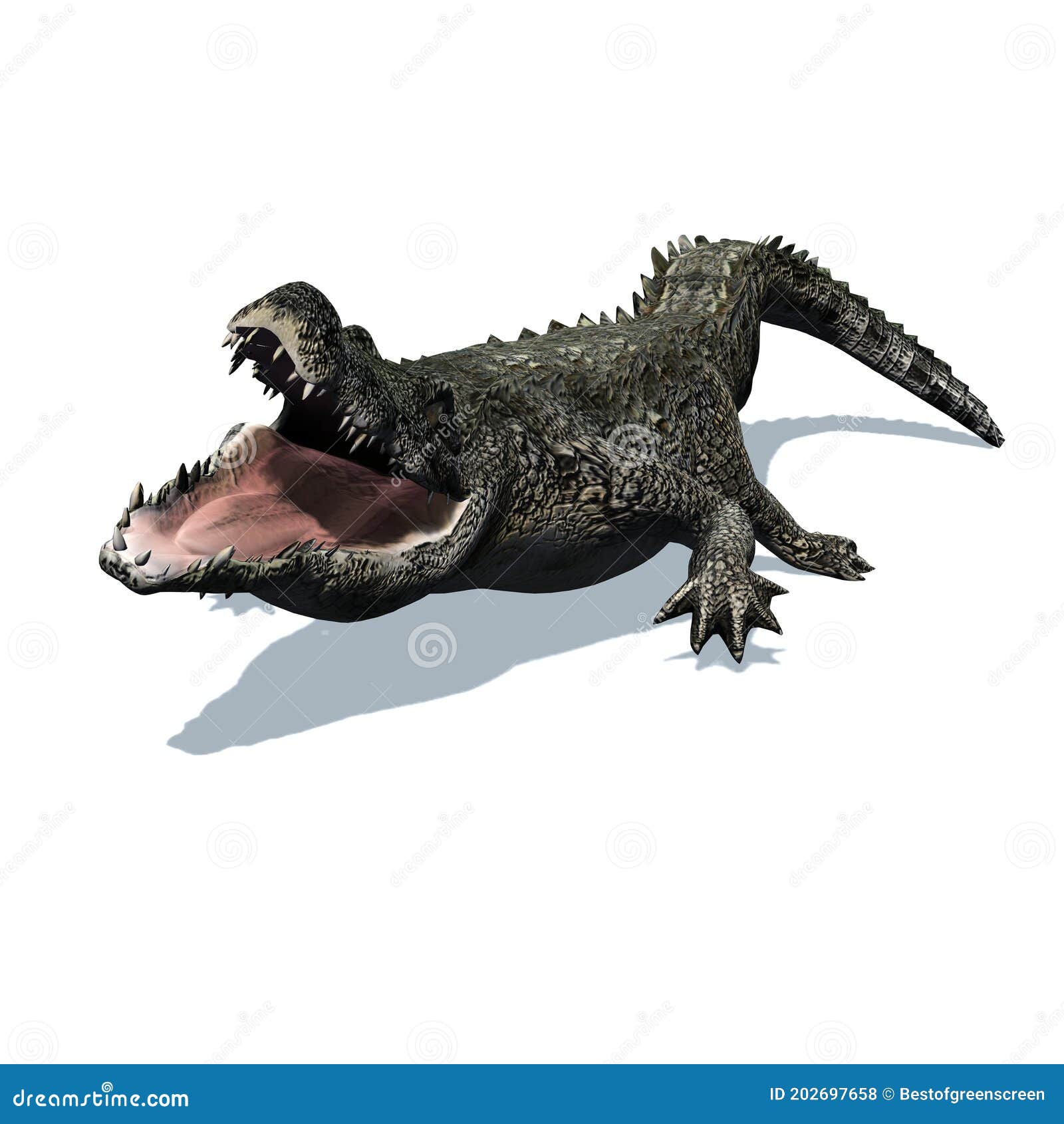 Wild Animals - Crocodile with Shadow on the Floor - Isolated on White ...