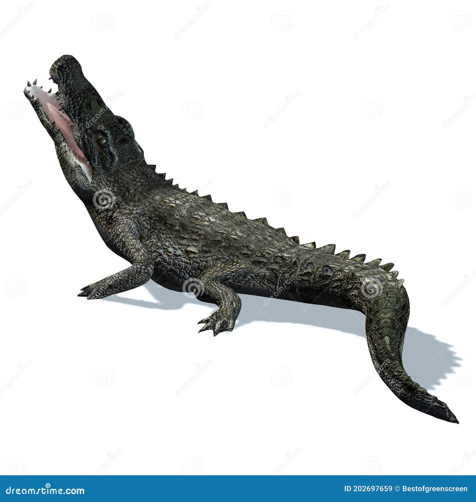 Wild Animals - Crocodile with Shadow on the Floor - Isolated on White ...
