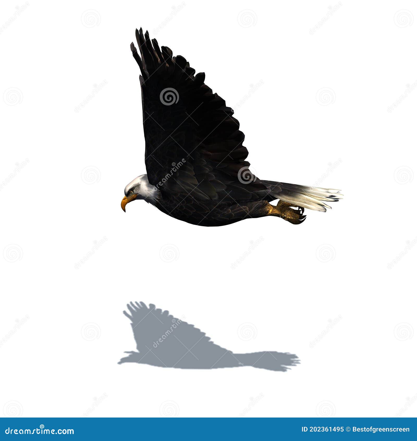 Wild Animals - Eagle with Shadow on the Floor - Isolated on White ...