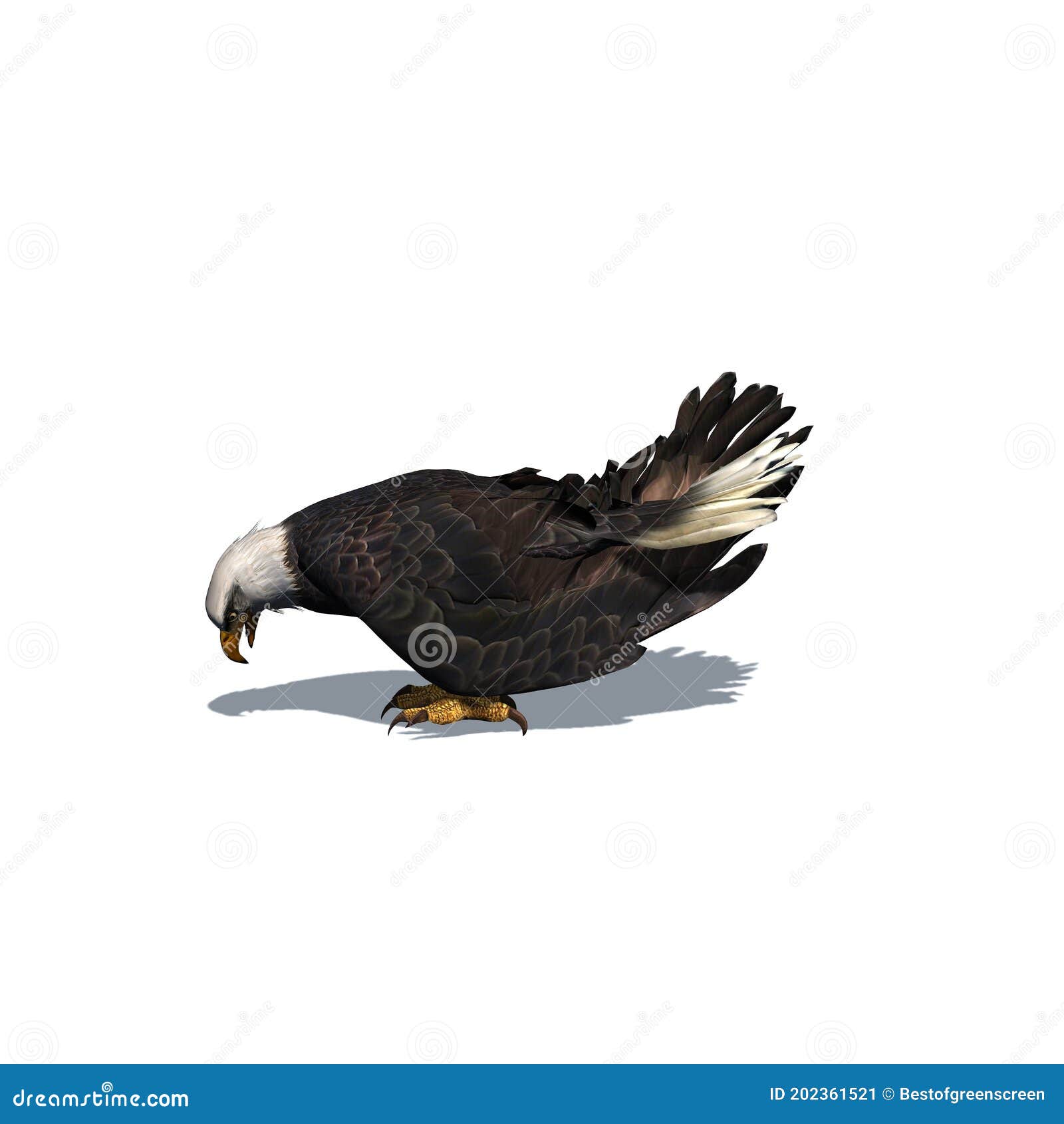Wild Animals - Eagle with Shadow on the Floor - Isolated on White ...
