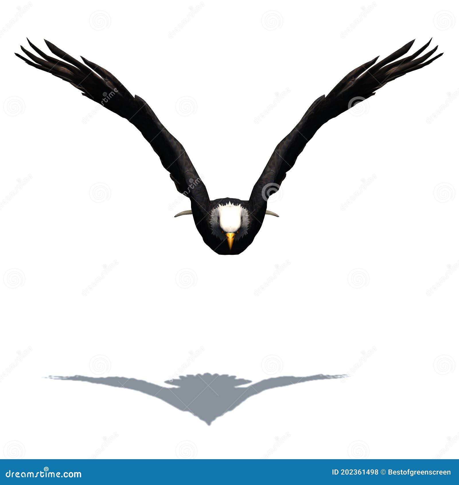 Wild Animals - Eagle with Shadow on the Floor - Isolated on White ...