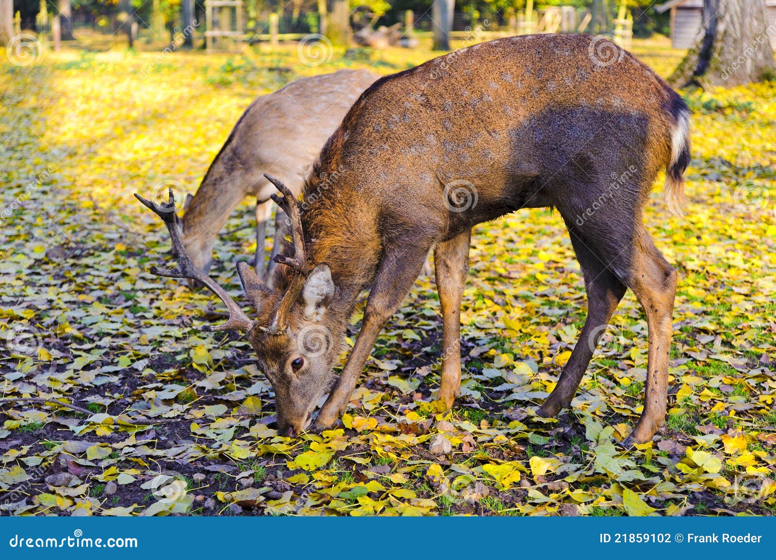 Wild animals in the fall stock photo. Image of blanket - 21859102