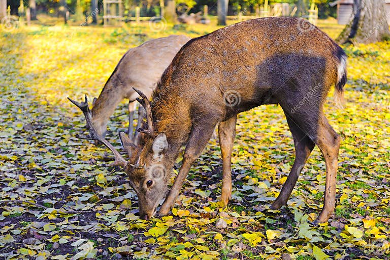 Wild animals in the fall stock photo. Image of blanket - 21859102