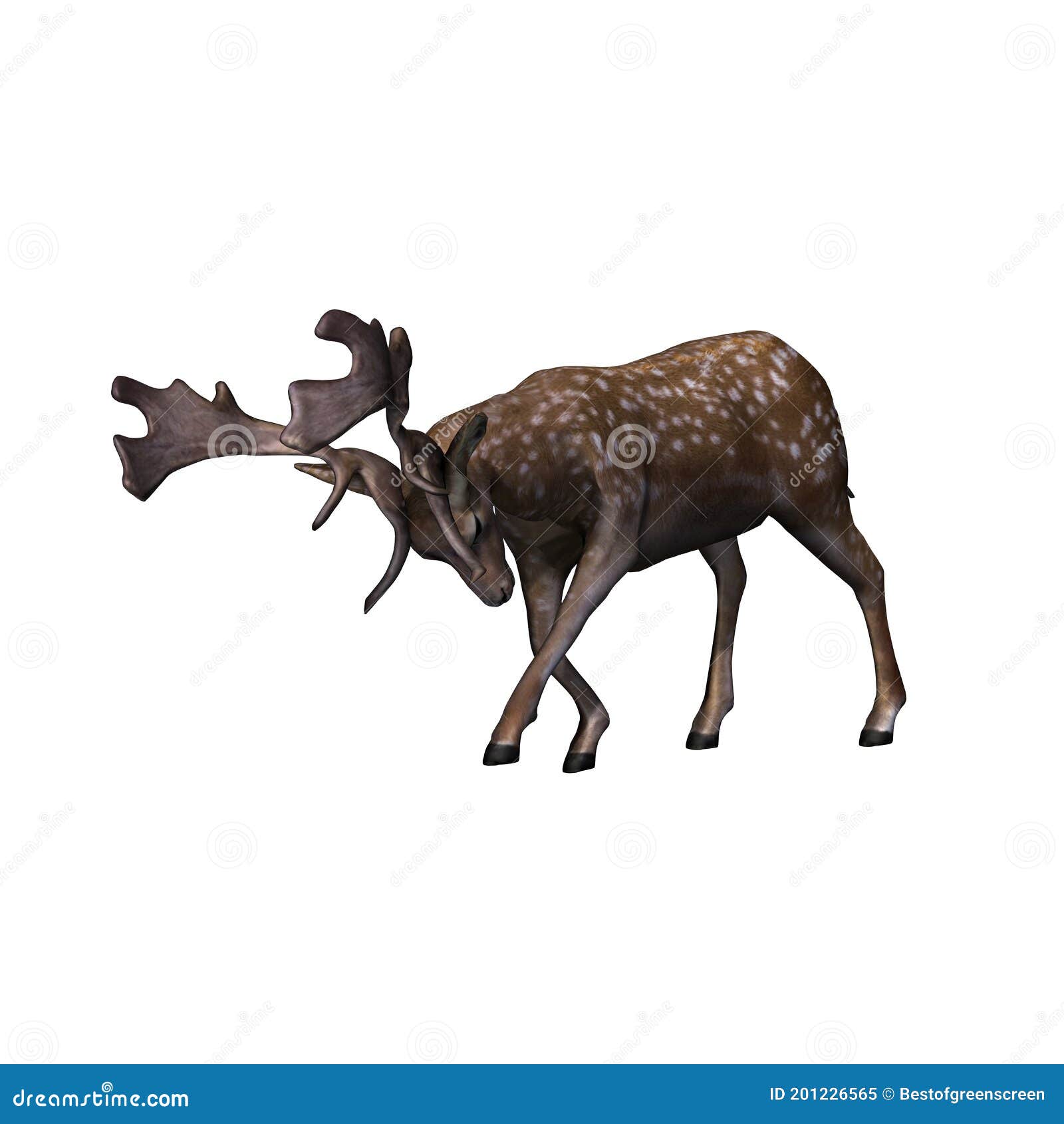 Wild Animals - Fallow Deer is Attacking - View from the Side - Isolated ...