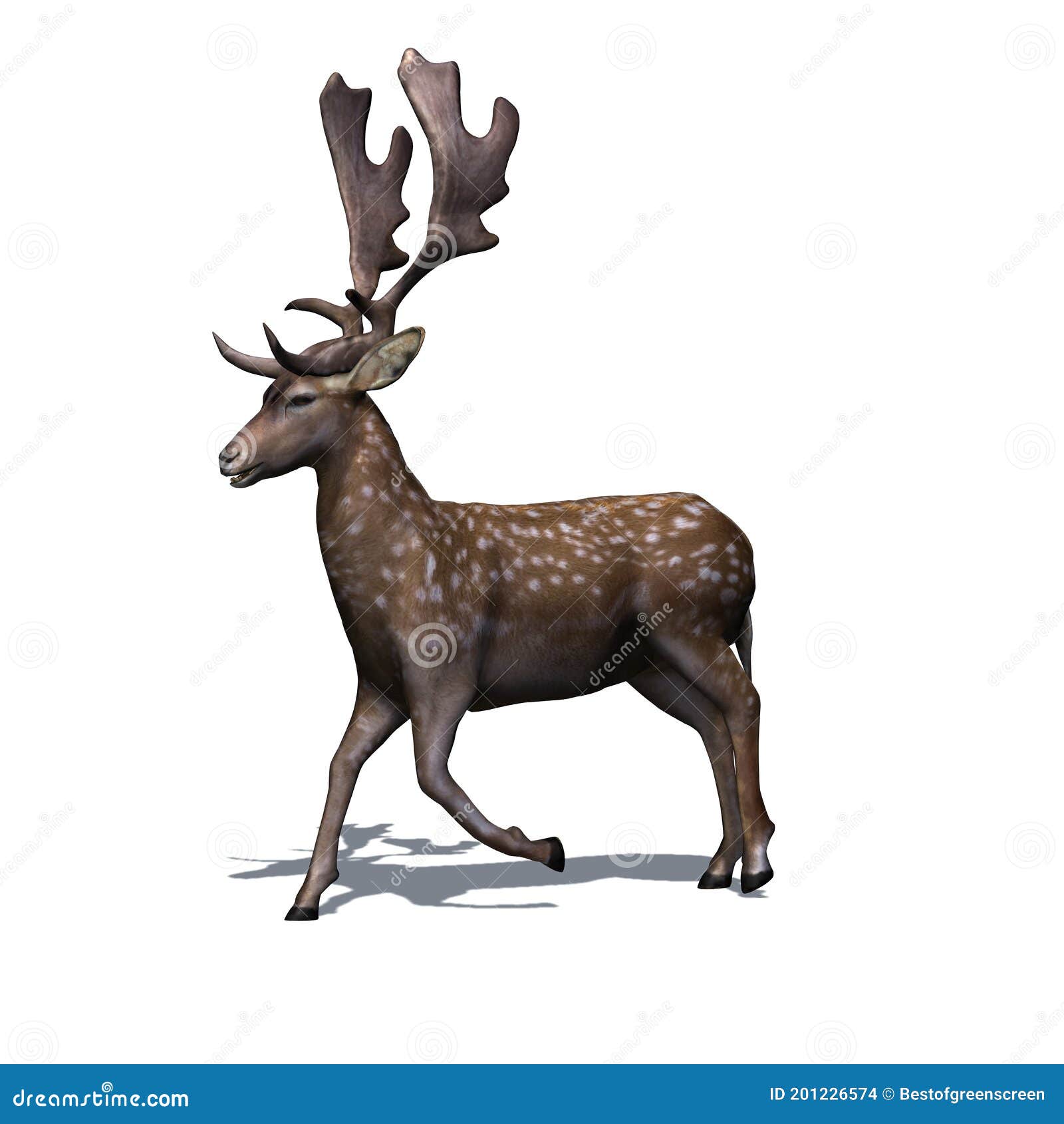 Wild Animals - Fallow Deer is Walking in View from the Left Side with ...
