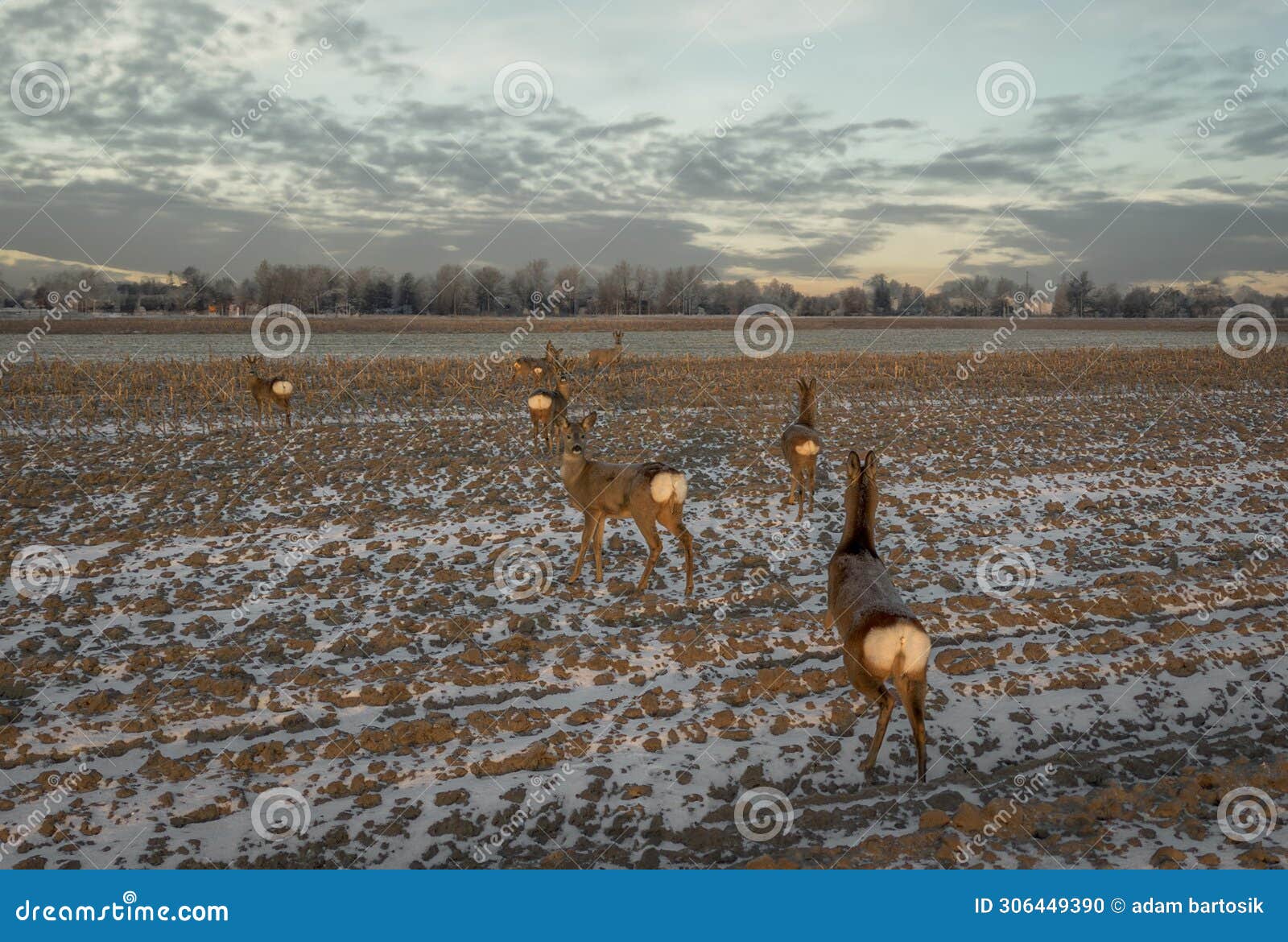 Wild Animals in the Field in Winter Scenery Stock Photo - Image of ...