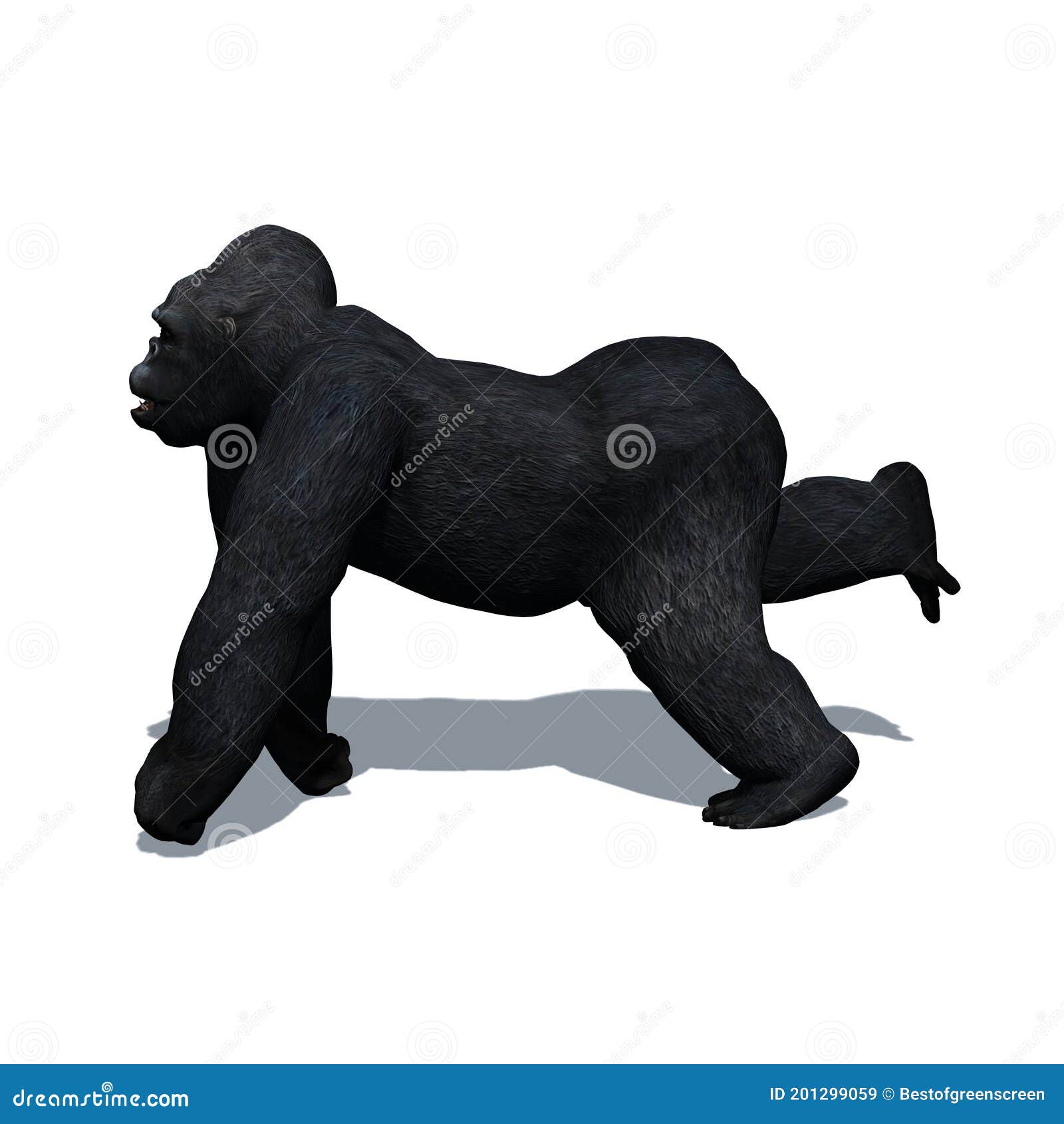 Wild Animals - Gorilla with Shadow on the Floor - Isolated on White ...