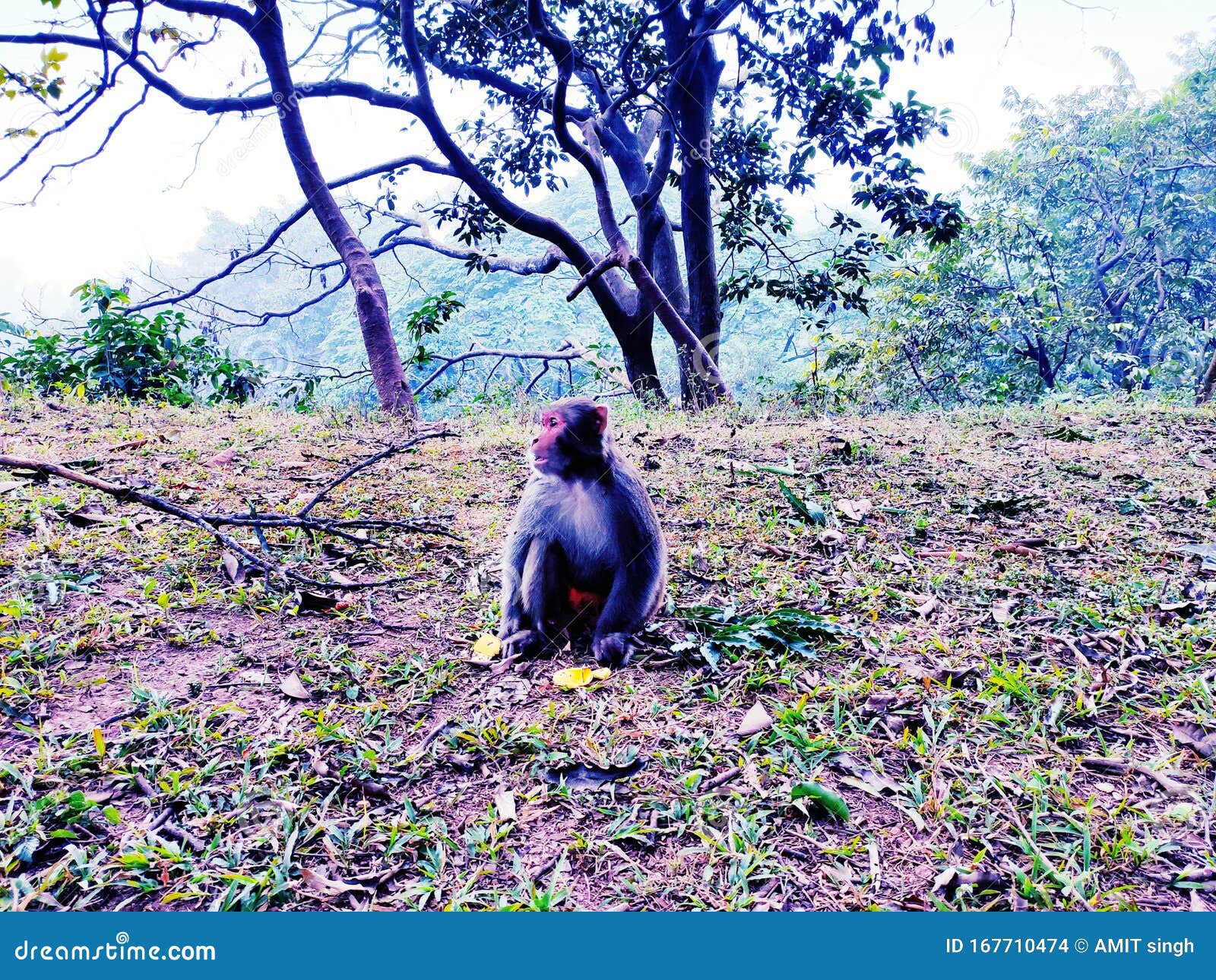 Animals Jungle Stock Photos - Download 35,010 Royalty Free Photos