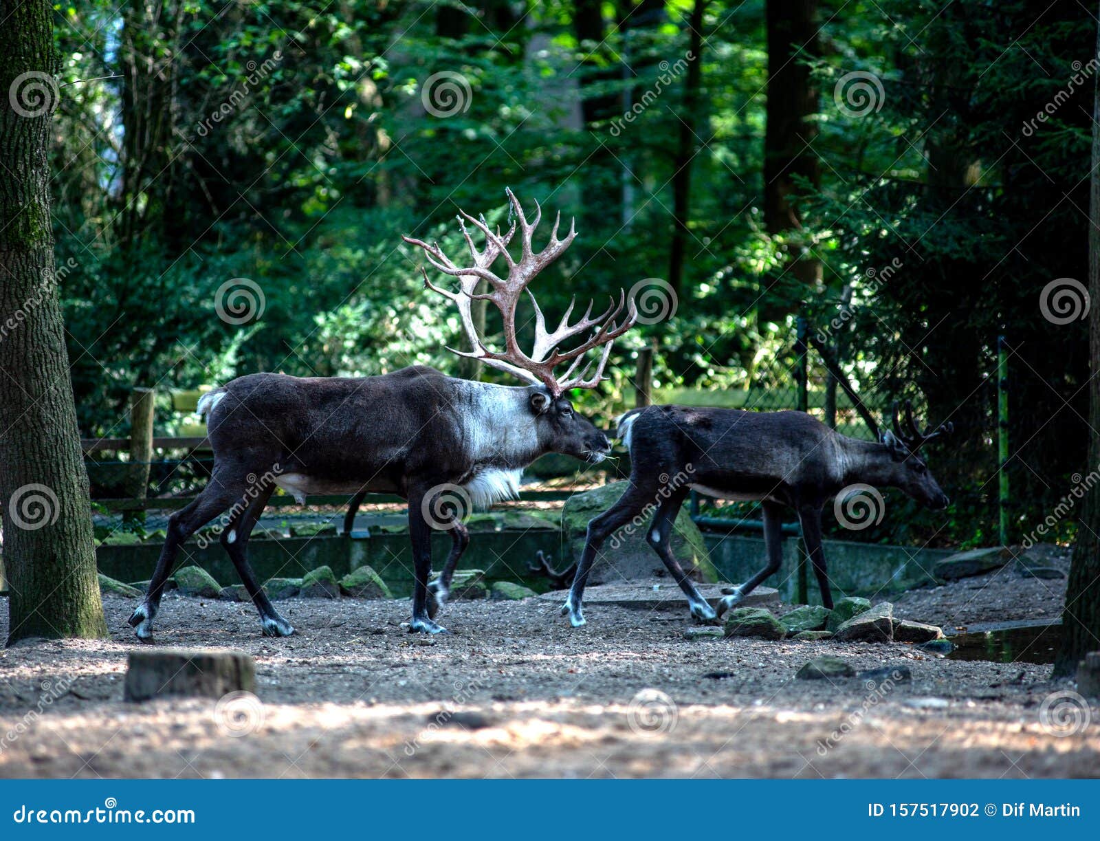 Wild animals. Wild nature. stock photo. Image of digital - 157517902