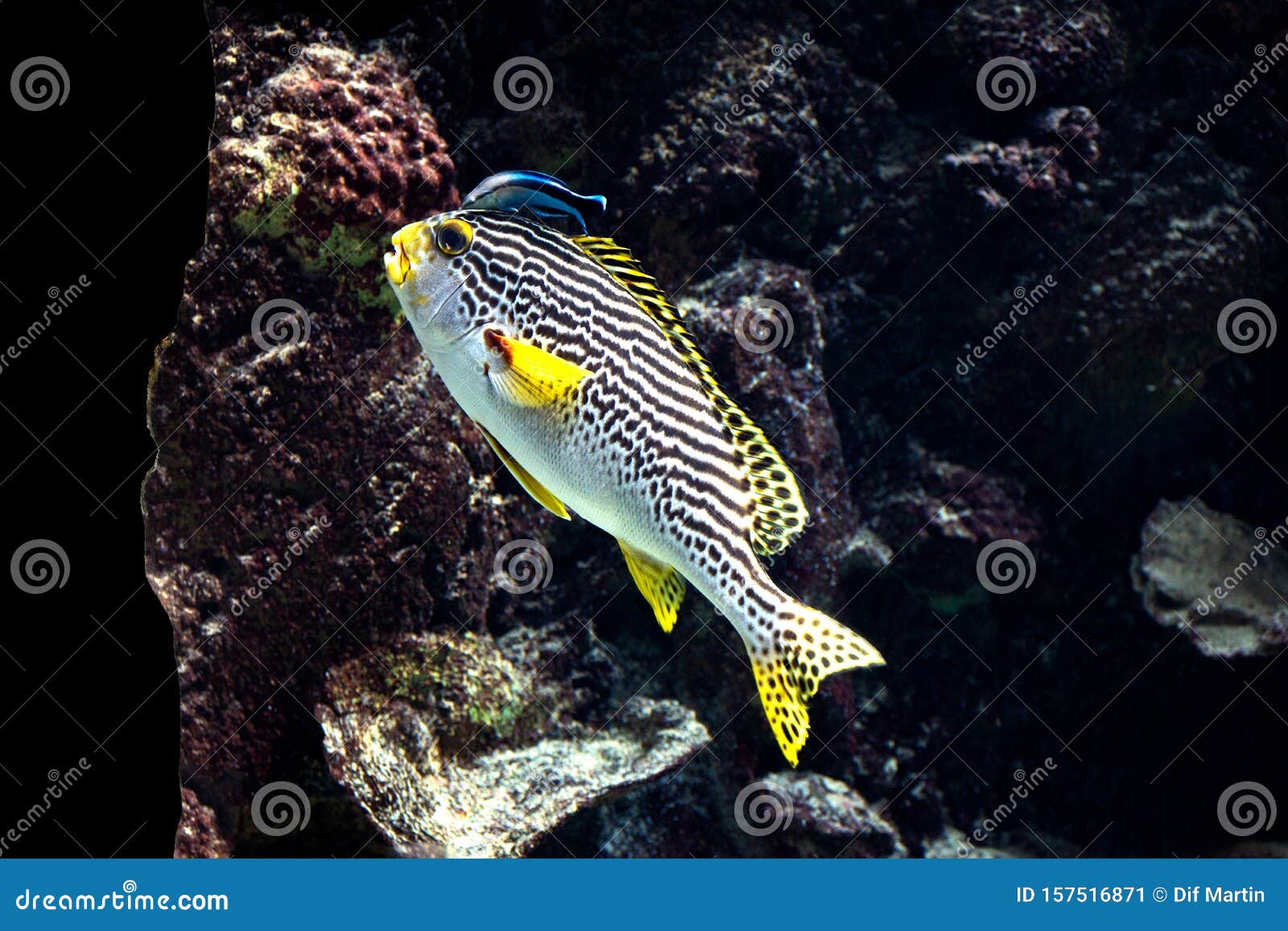 Wild Animals. Wild Nature. Fish. Stock Image - Image of colors, nature ...