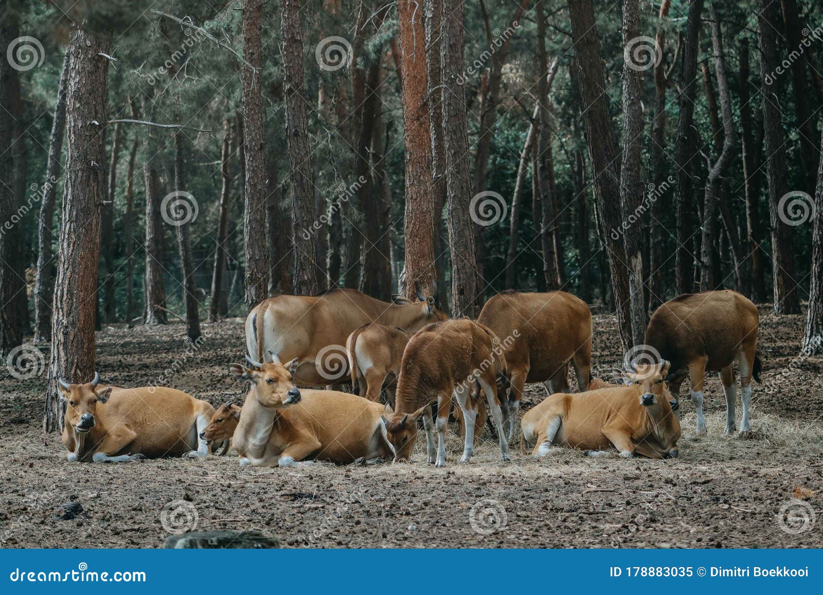 A Herd Wild Animals in Park Stock Image - Image of fawn, africa: 178883035
