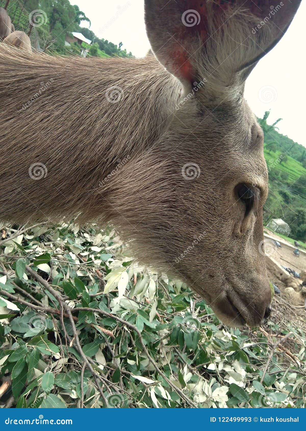 12 shingha stock image. Image of wild, wanimals, animals - 122499993