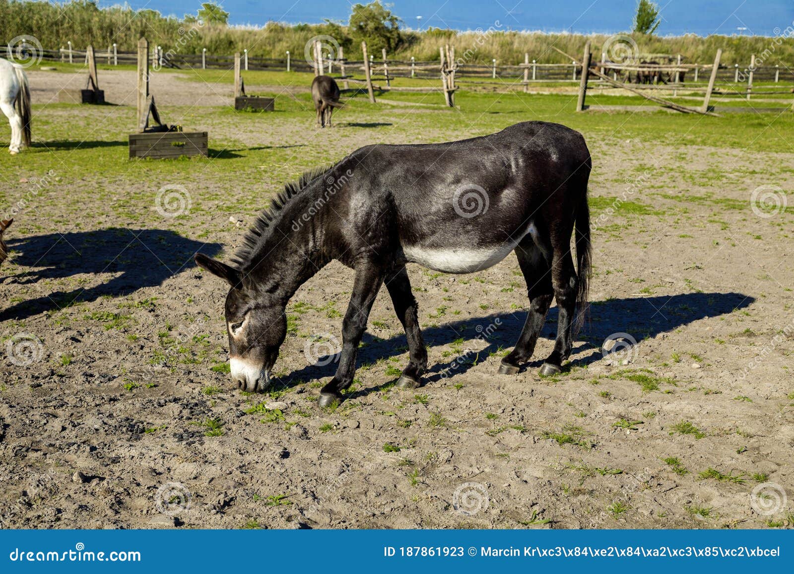 Wild animals on the ranch stock image. Image of outdoors - 187861923