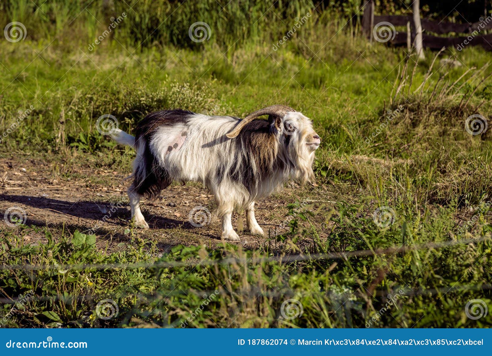 Wild animals on the ranch stock photo. Image of pasture - 187862074