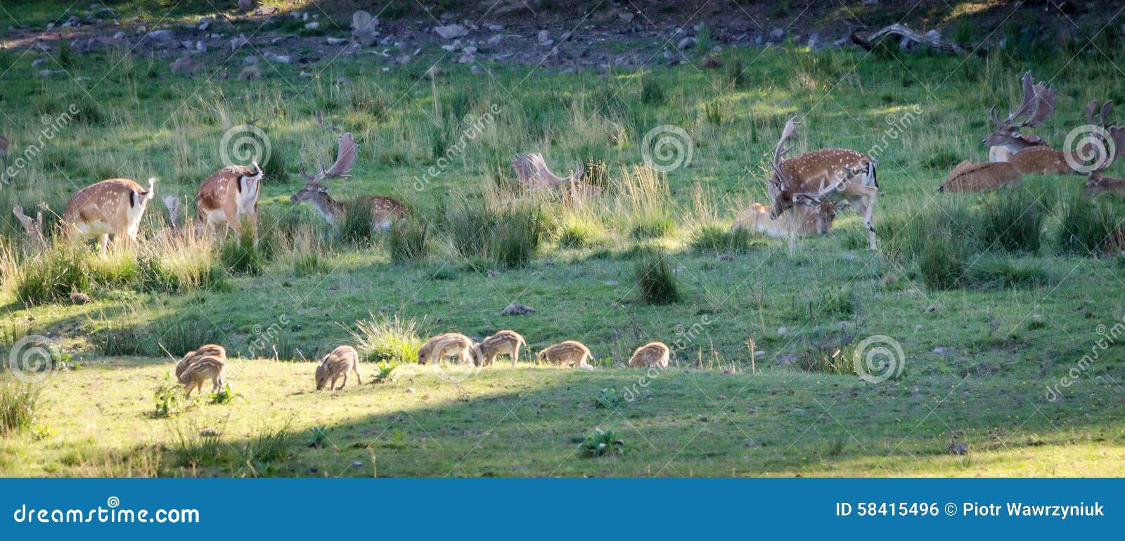 Wild Animals Relaxing on a Grass Field Stock Photo - Image of colorful ...