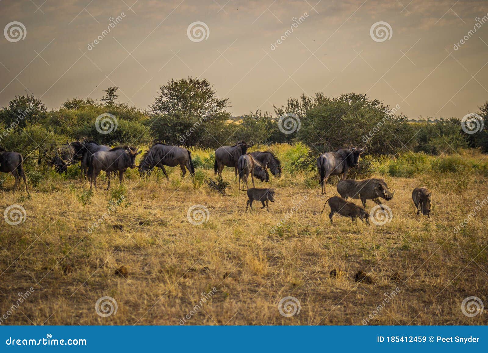 Wild Animals in Their Habitat Stock Image - Image of adventure, mammal ...
