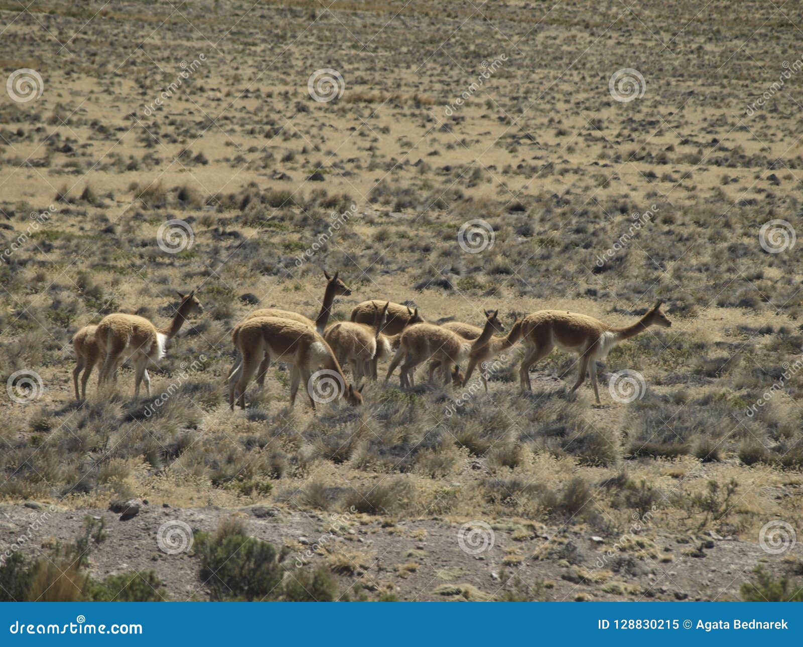 Wild Animals in Peru Mountains Stock Image - Image of peru, mountains ...
