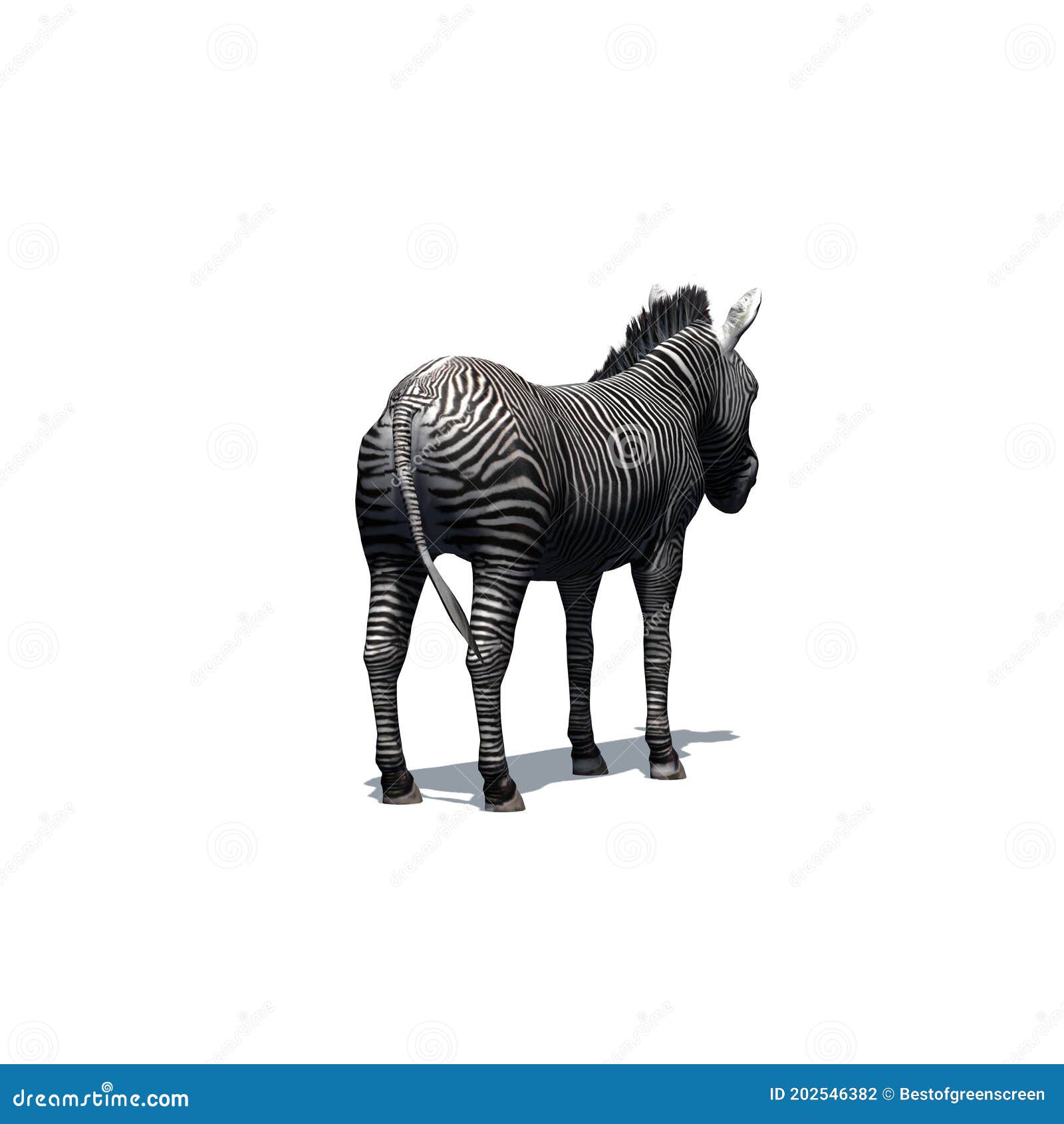 Wild Animals - Zebra with Shadow on the Floor - Isolated on White ...