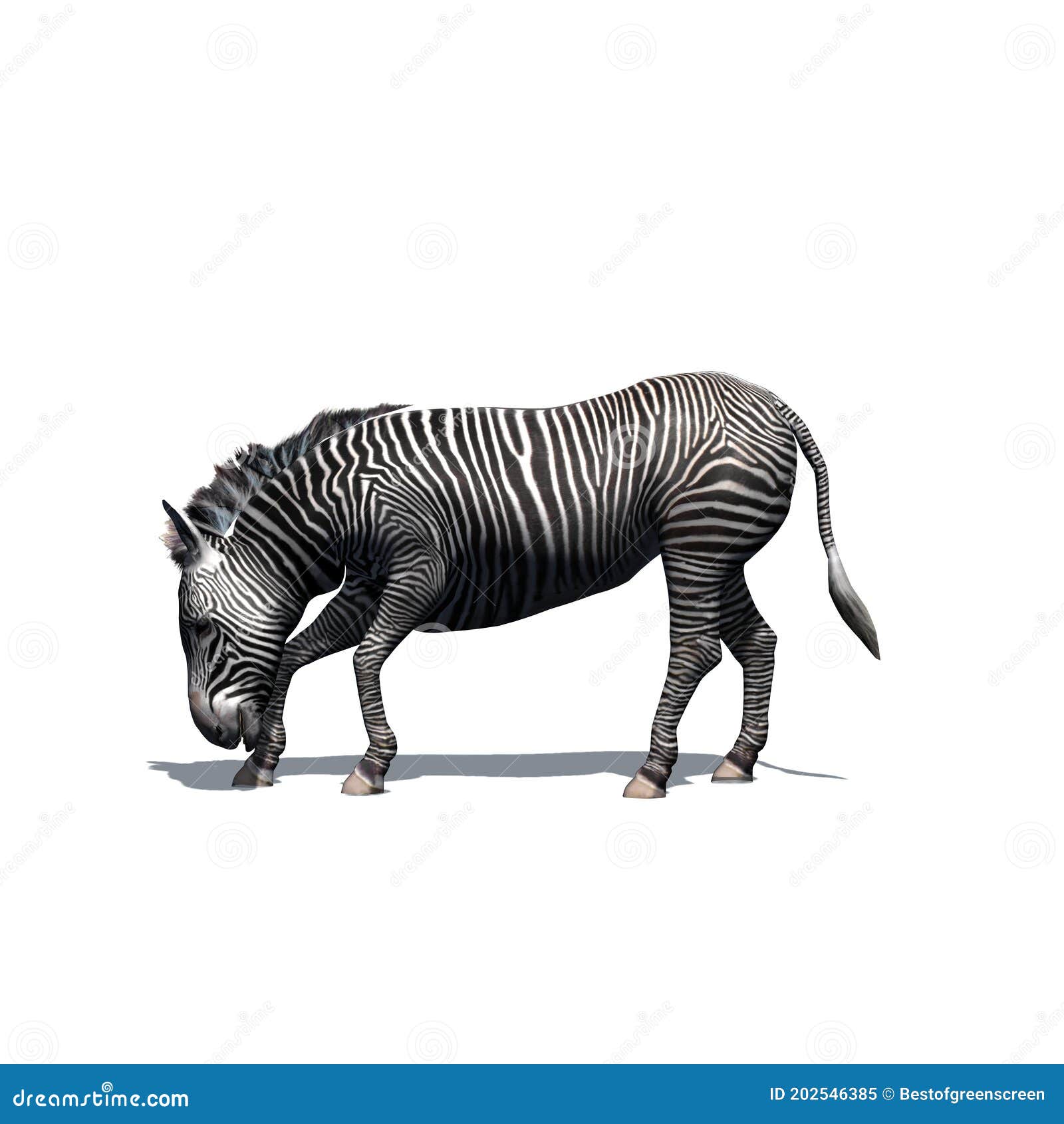 Wild Animals - Zebra with Shadow on the Floor - Isolated on White ...