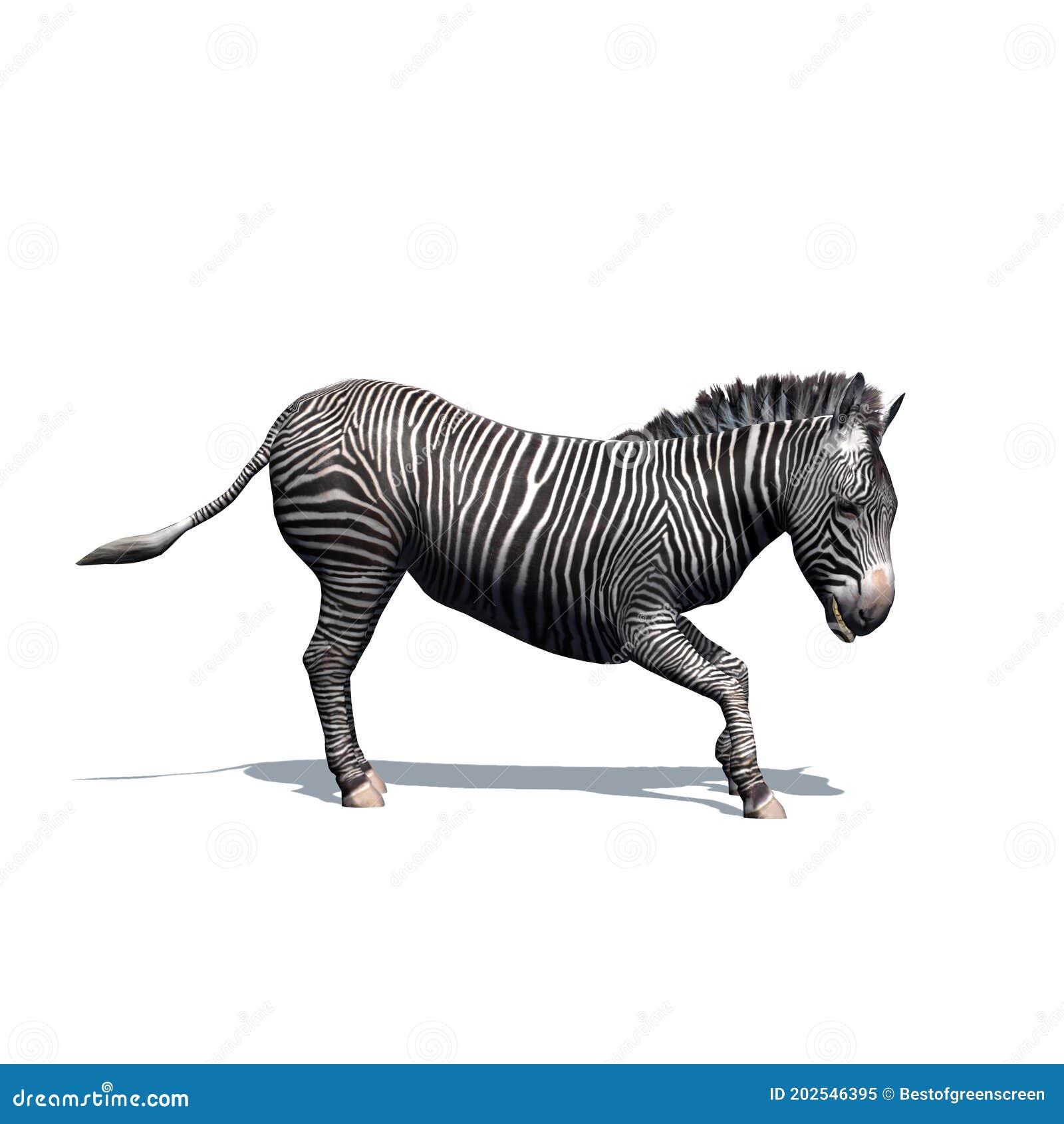 Wild Animals - Zebra with Shadow on the Floor - Isolated on White ...