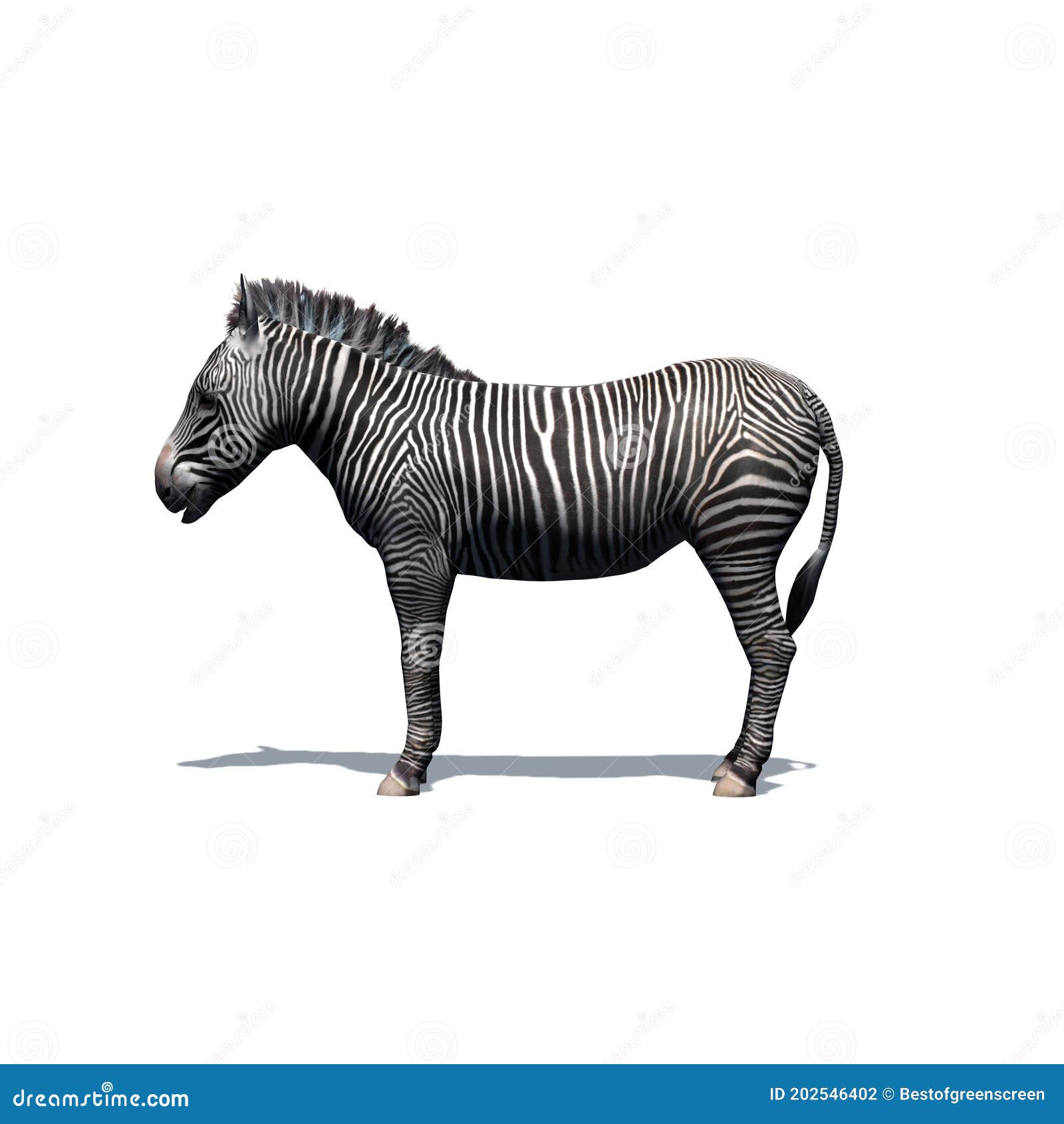 Wild Animals - Zebra with Shadow on the Floor - Isolated on White ...