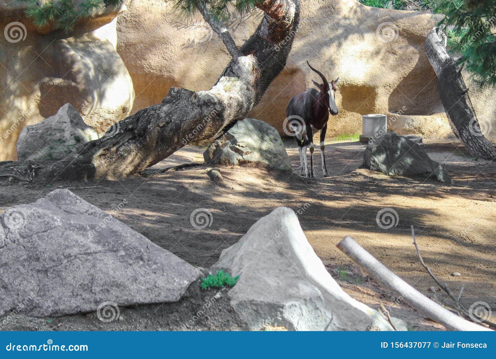 Wild Animals in a Zoo. Natural Landscape Stock Image - Image of brazil ...