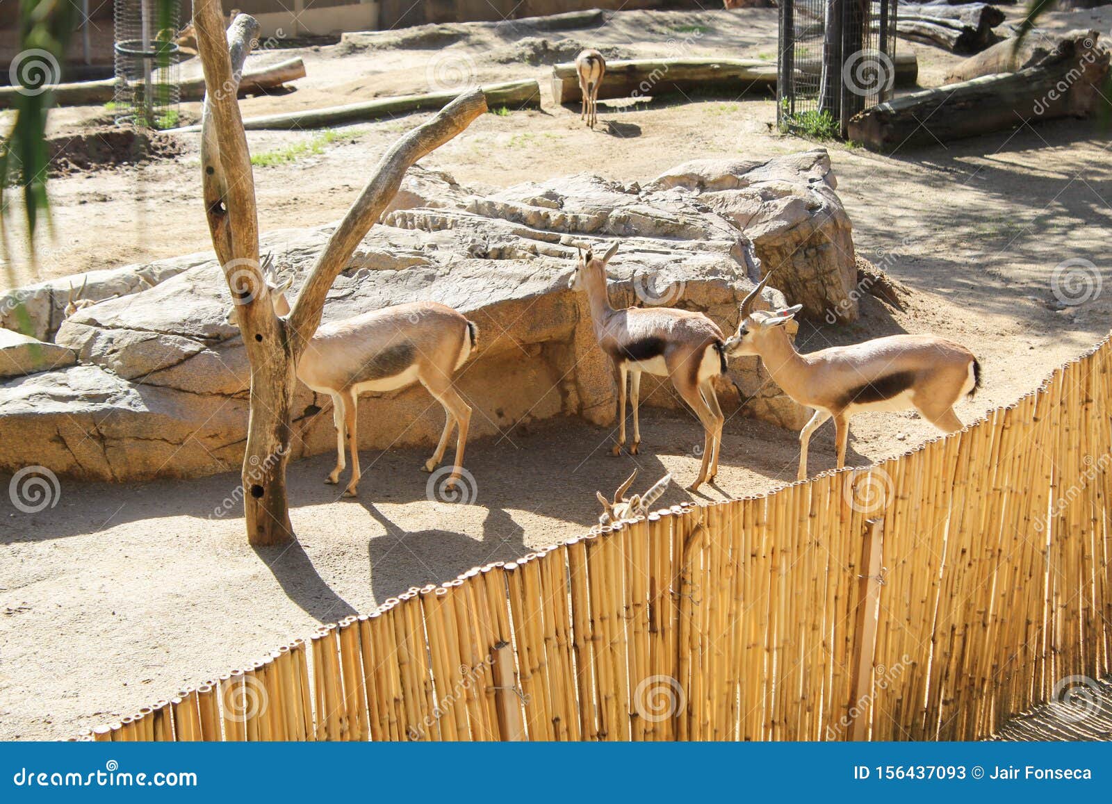 Wild Animals in a Zoo. Natural Landscape Stock Image - Image of forest ...