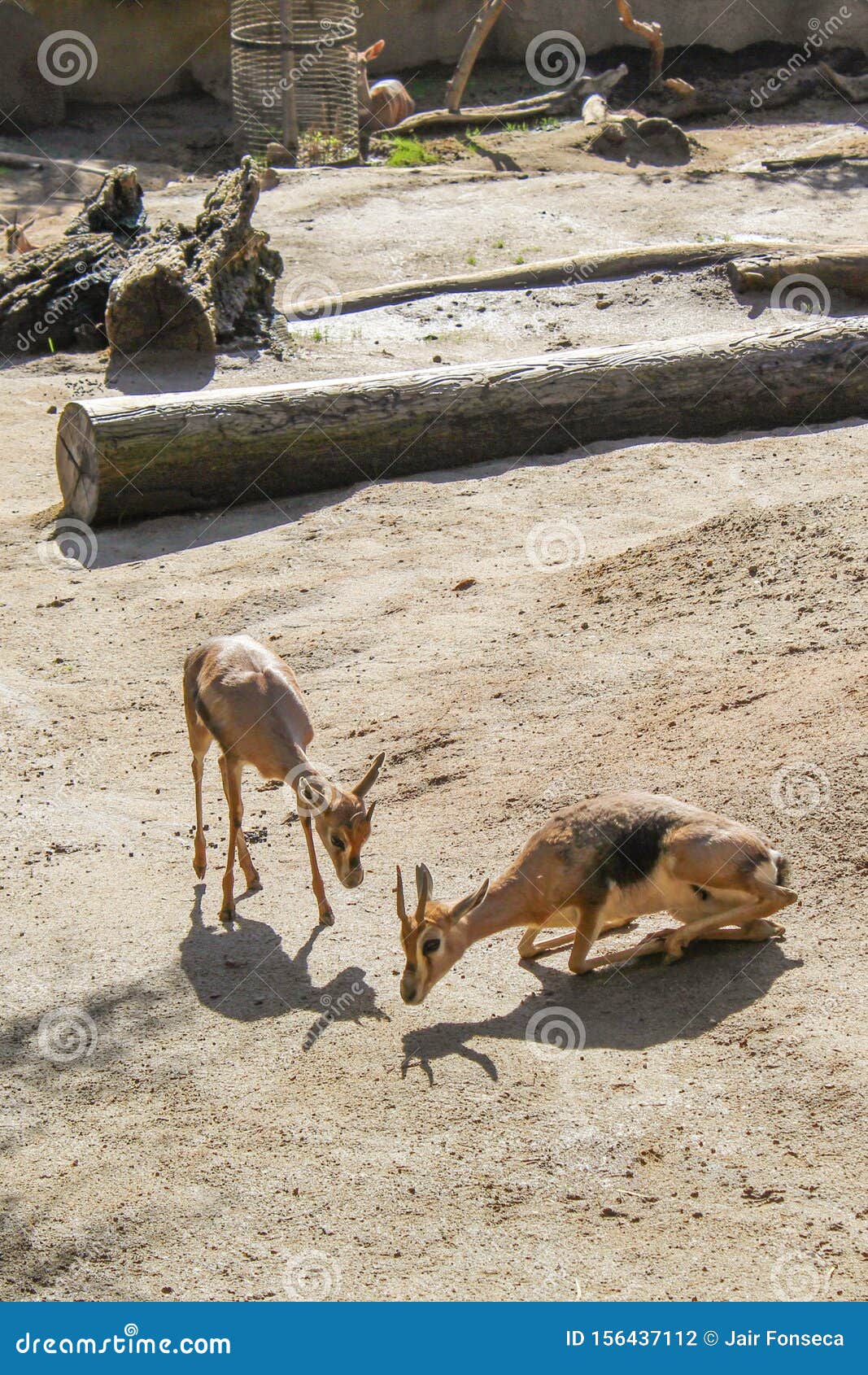 Wild Animals in a Zoo. Natural Landscape Stock Photo - Image of natural ...