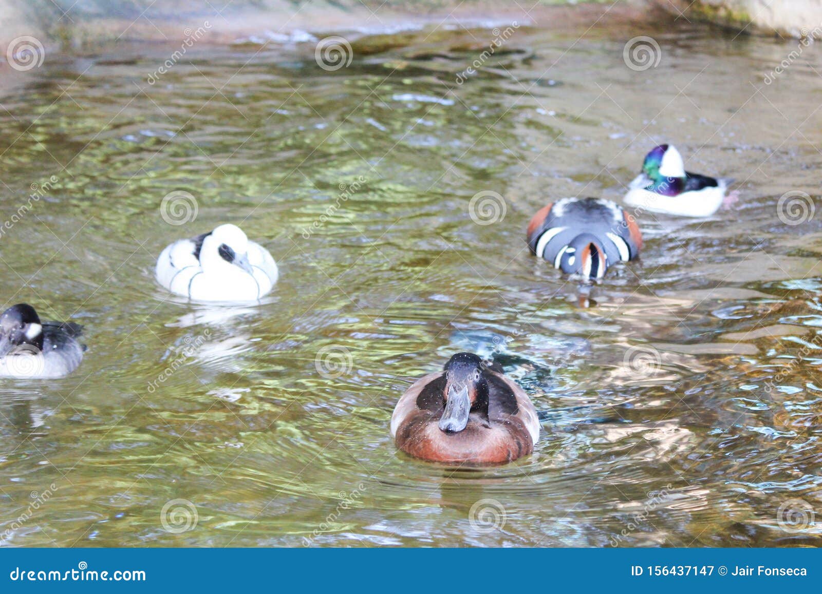 Wild Animals in a Zoo. Natural Landscape Stock Image - Image of natural ...