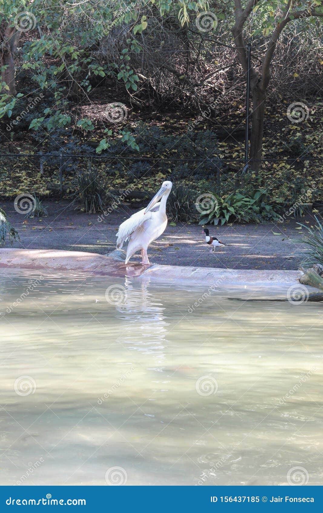 Wild Animals in a Zoo. Natural Landscape Stock Image - Image of african ...