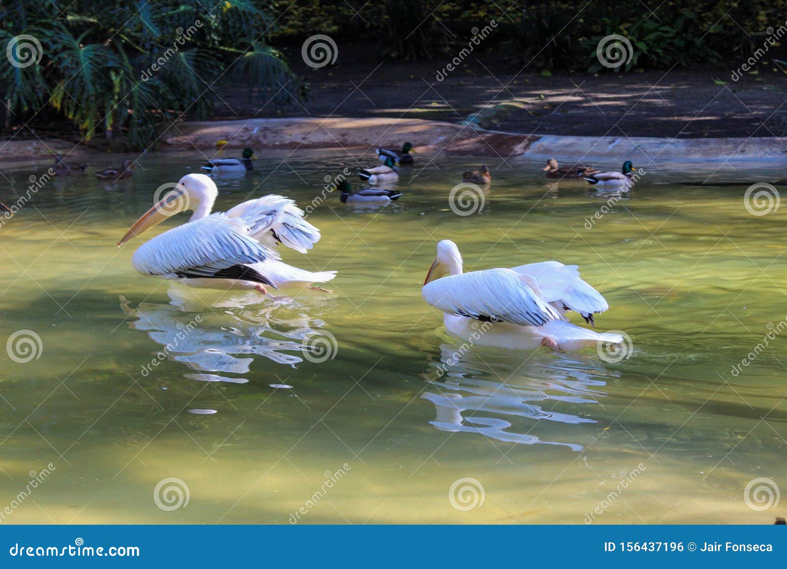 Wild Animals in a Zoo. Natural Landscape Stock Photo - Image of ...