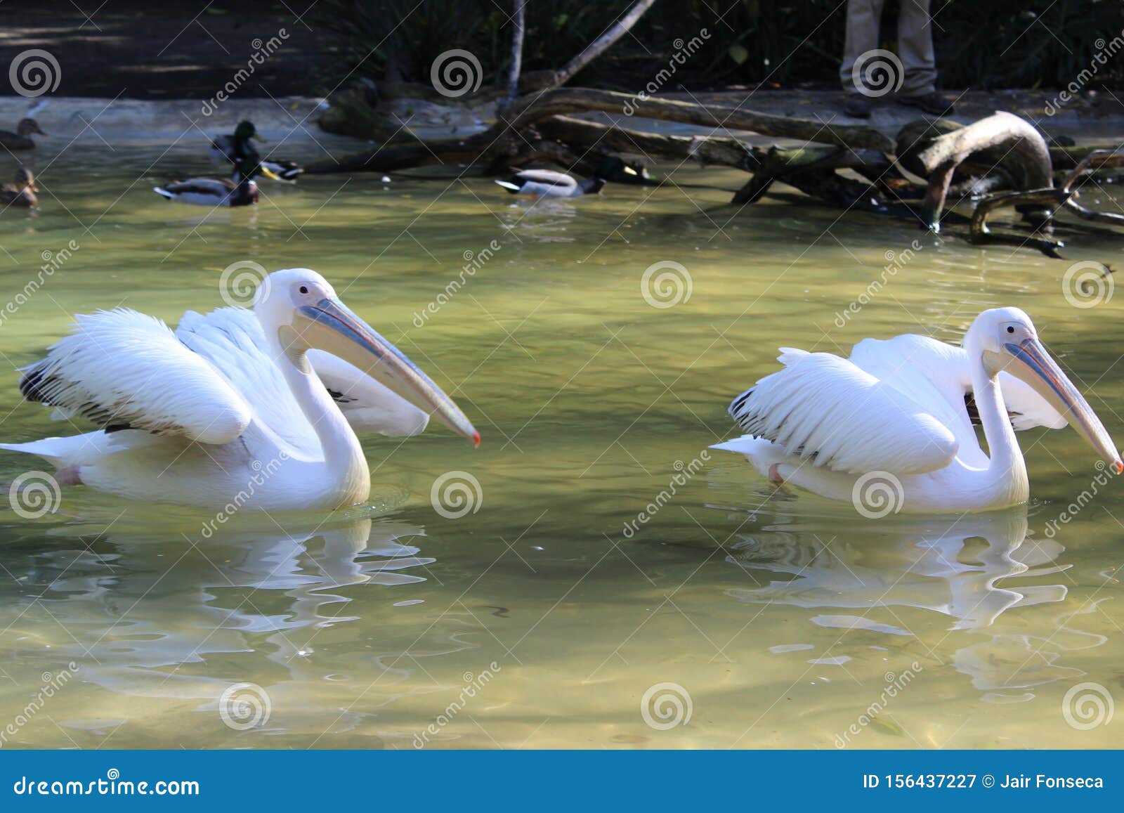 Wild Animals in a Zoo. Natural Landscape Stock Image - Image of ...
