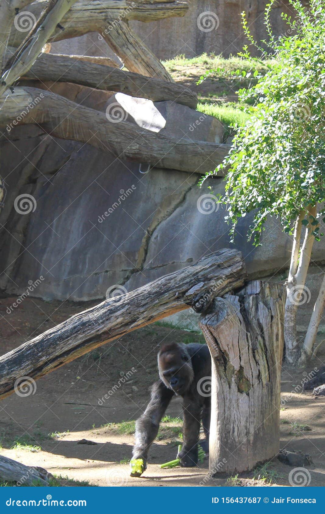 Wild Animals in a Zoo. Natural Landscape Stock Image - Image of asian ...
