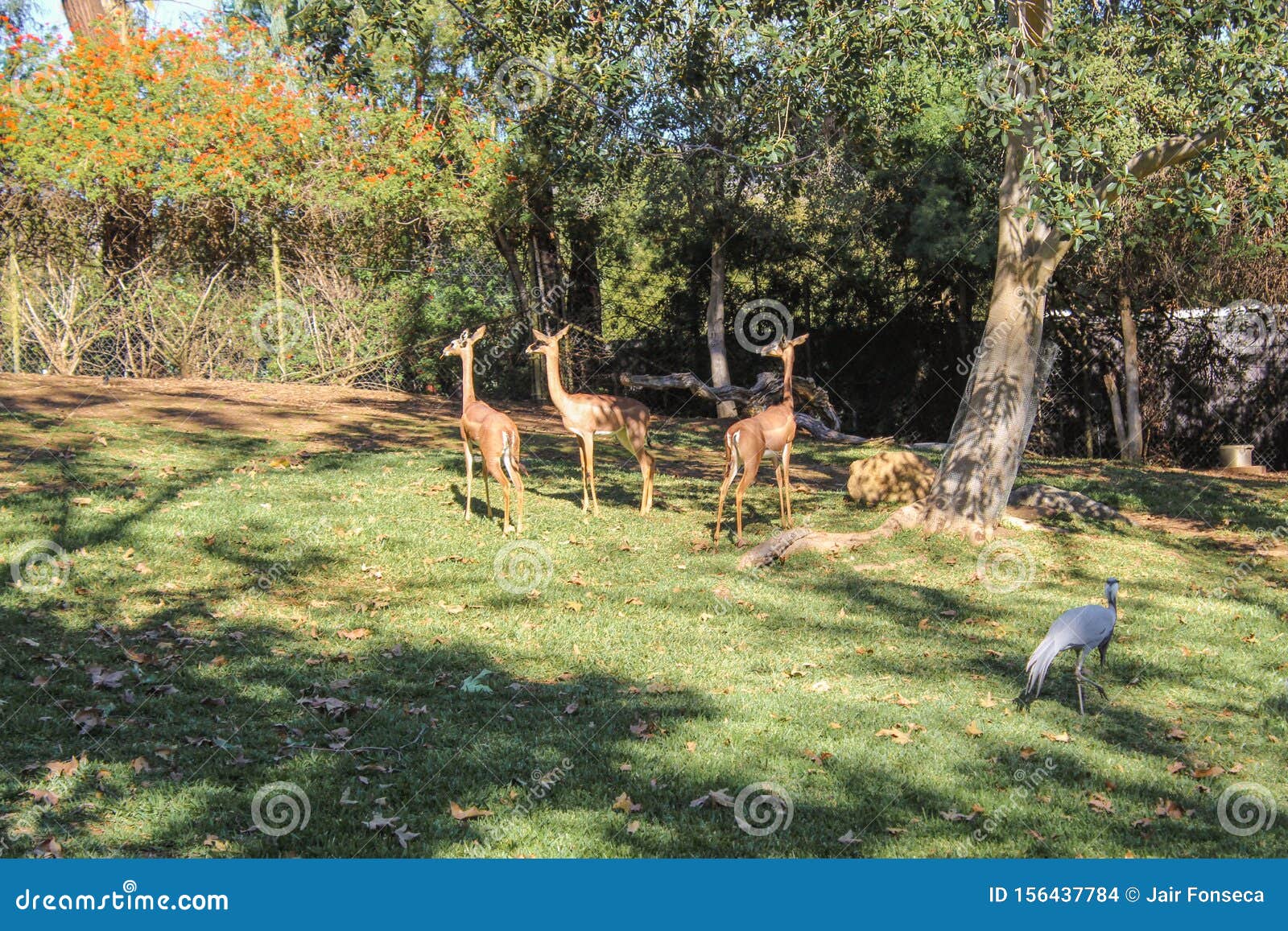 Wild Animals in a Zoo. Natural Landscape Stock Photo - Image of ...