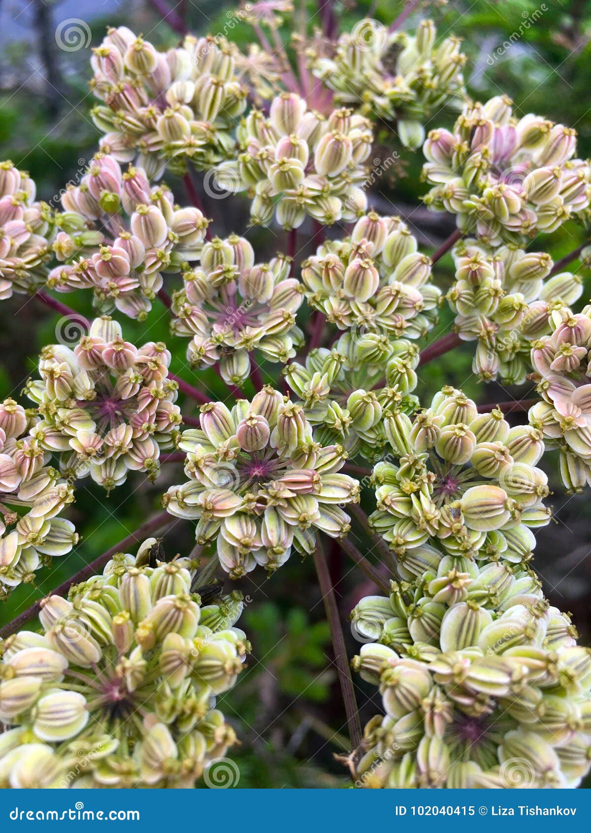 Wild anise stock image. Image of budding, spice, gardening - 102040415
