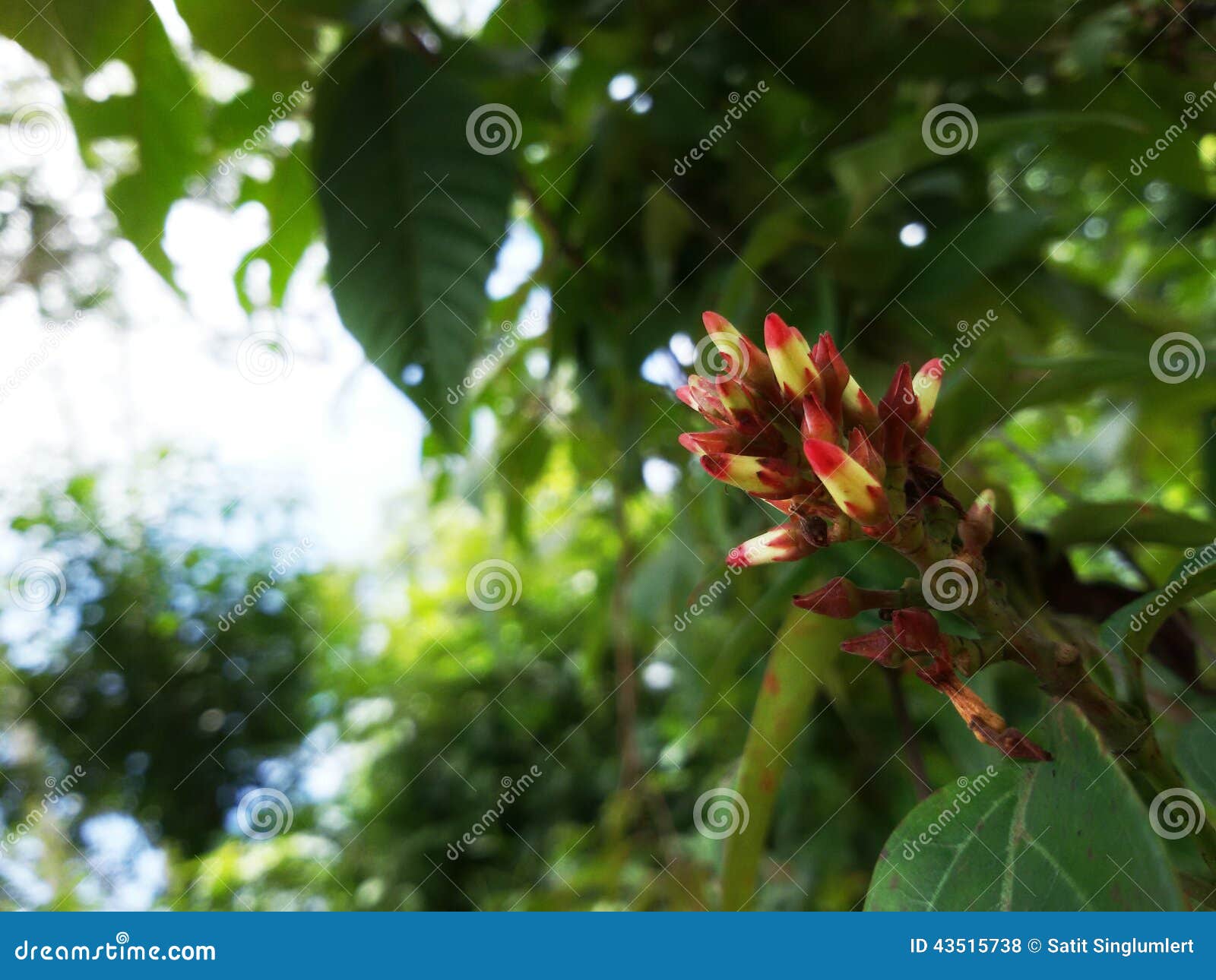 Wild annual crop flower stock photo. Image of annual - 43515738