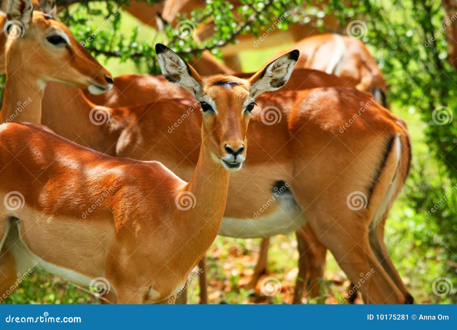 Wild antelope stock image. Image of safari, conservation - 10175281