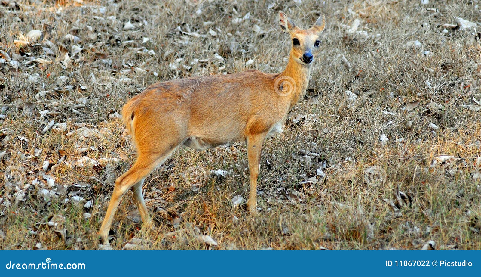 Wild antelope stock photo. Image of deer, colors, wildlife - 11067022