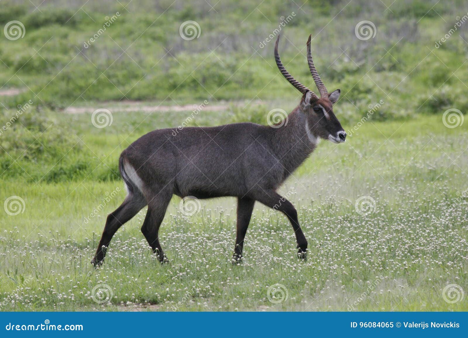 Wild Antelope Mammal in African Botswana Savannah Stock Image - Image ...