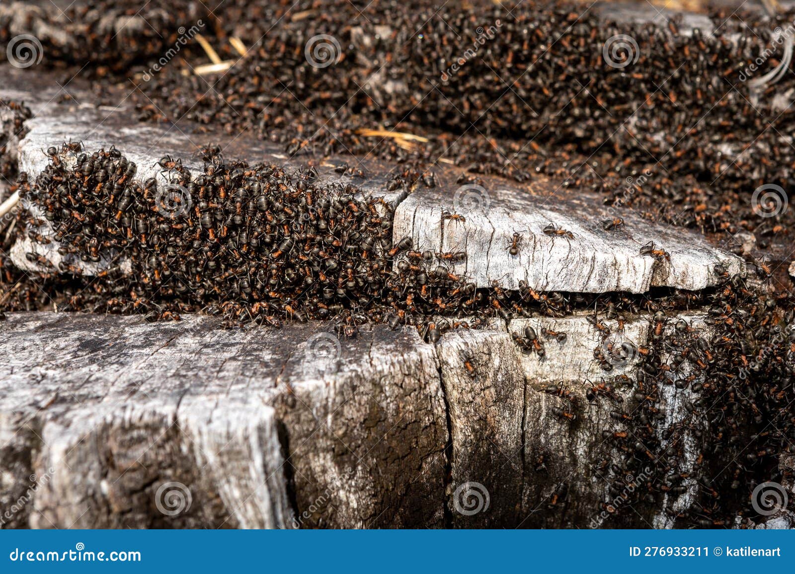 Wild Ants Nest in the Old Tree Log in the Forest. Stock Image - Image ...