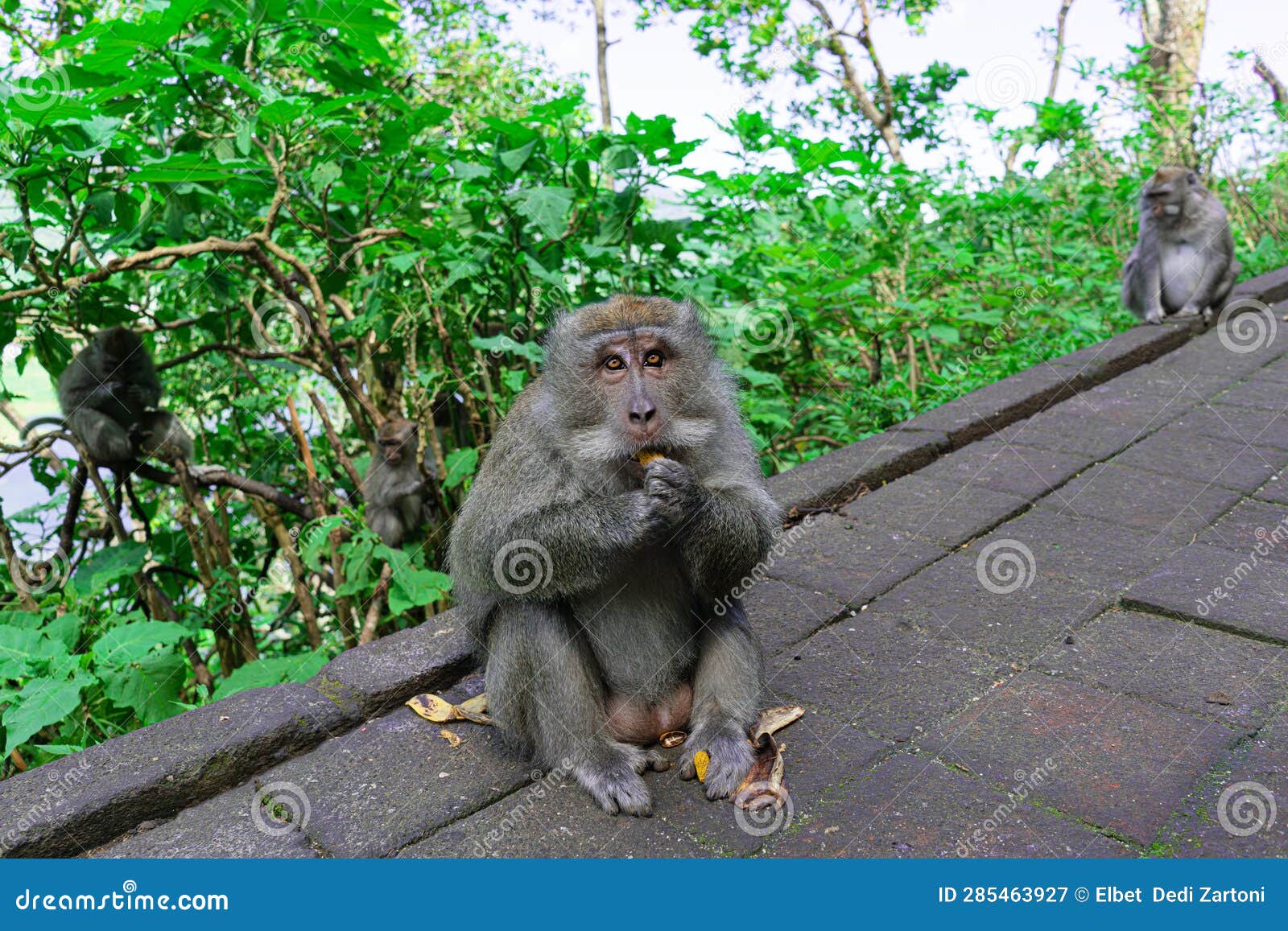 Wild ape monkey is eating stock image. Image of outdoor - 285463927