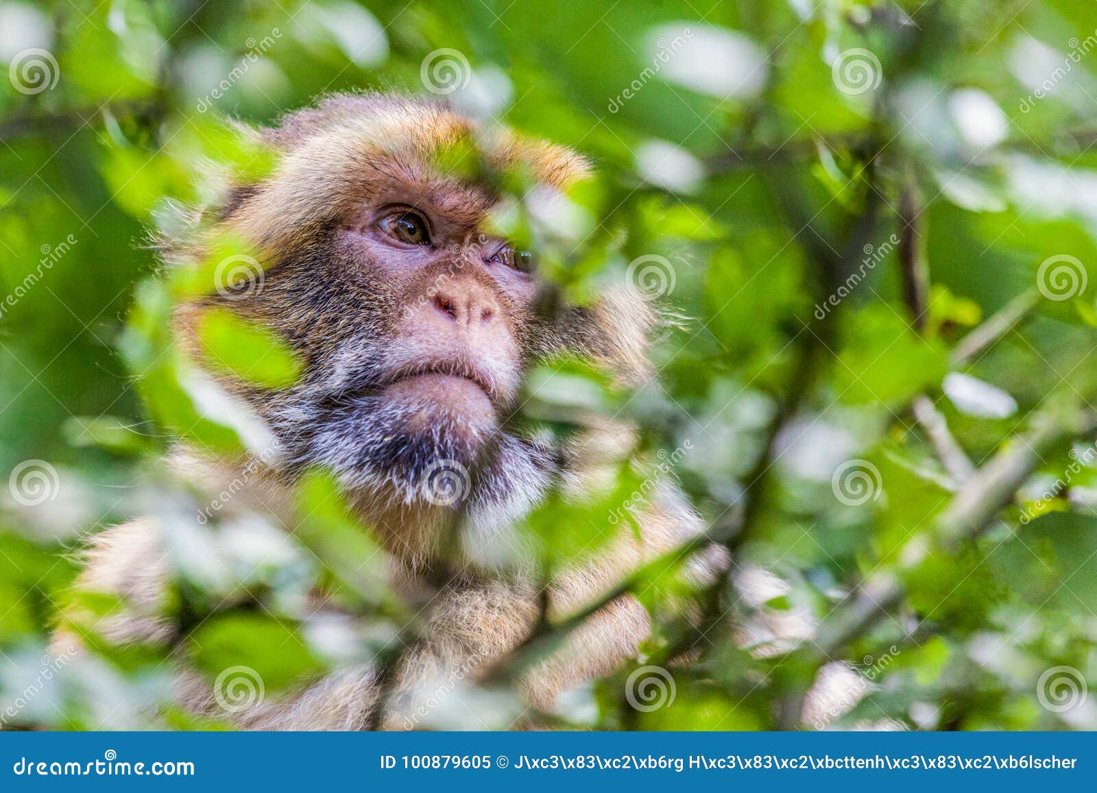Wild ape sits on a tree stock image. Image of portrait - 100879605