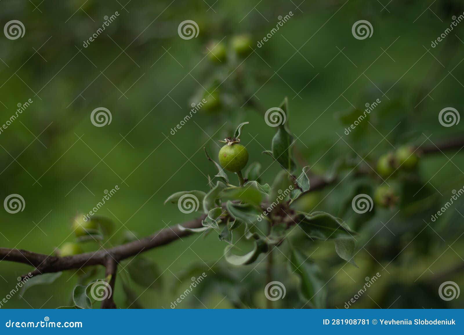 Wild apple in the forest stock image. Image of forest - 281908781