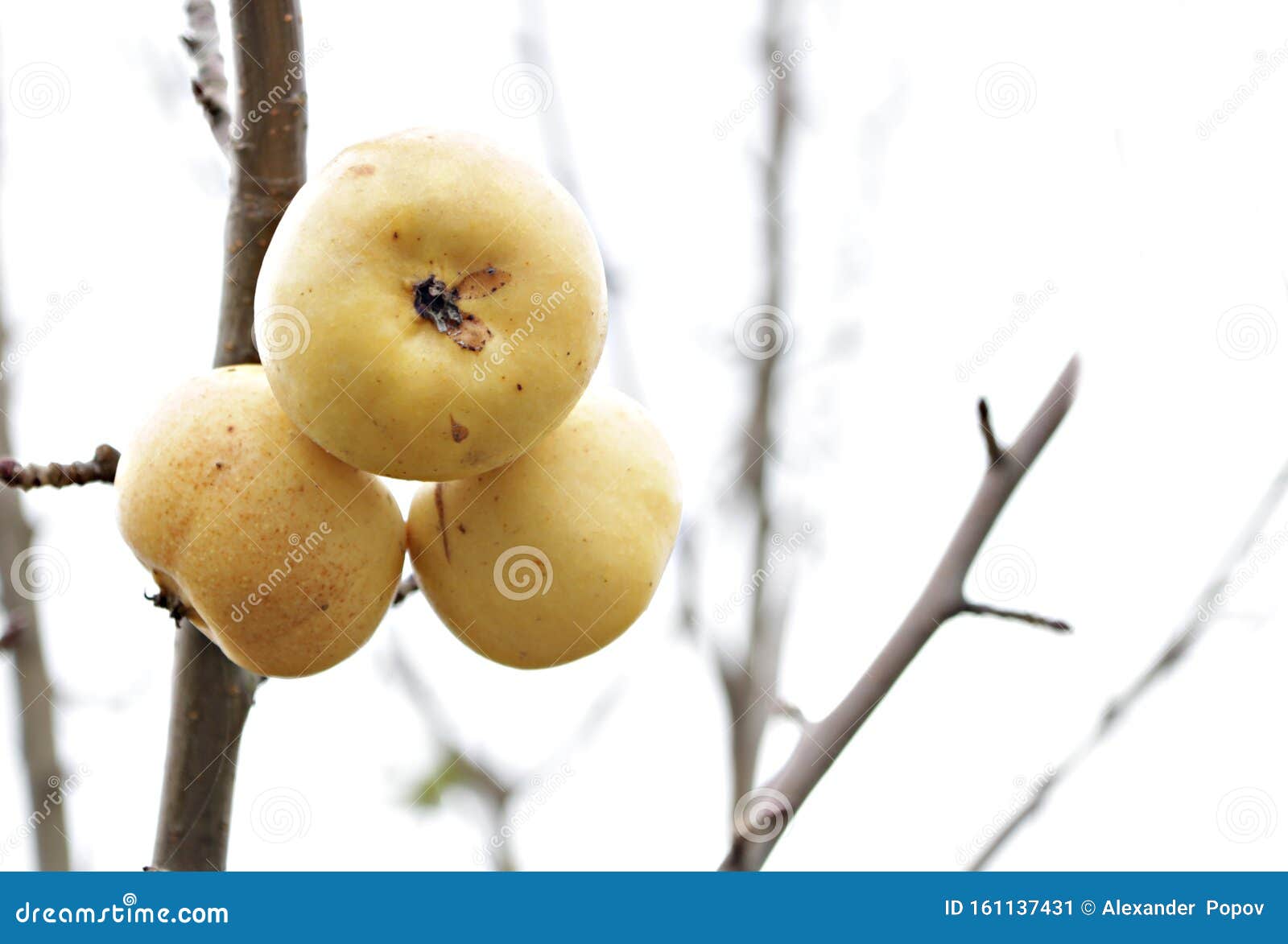 Wild apple fruit stock image. Image of tree, view, hawthorn - 161137431