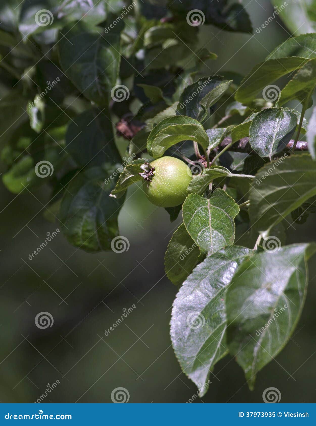 Wild apple stock image. Image of sour, unripe, apple - 37973935