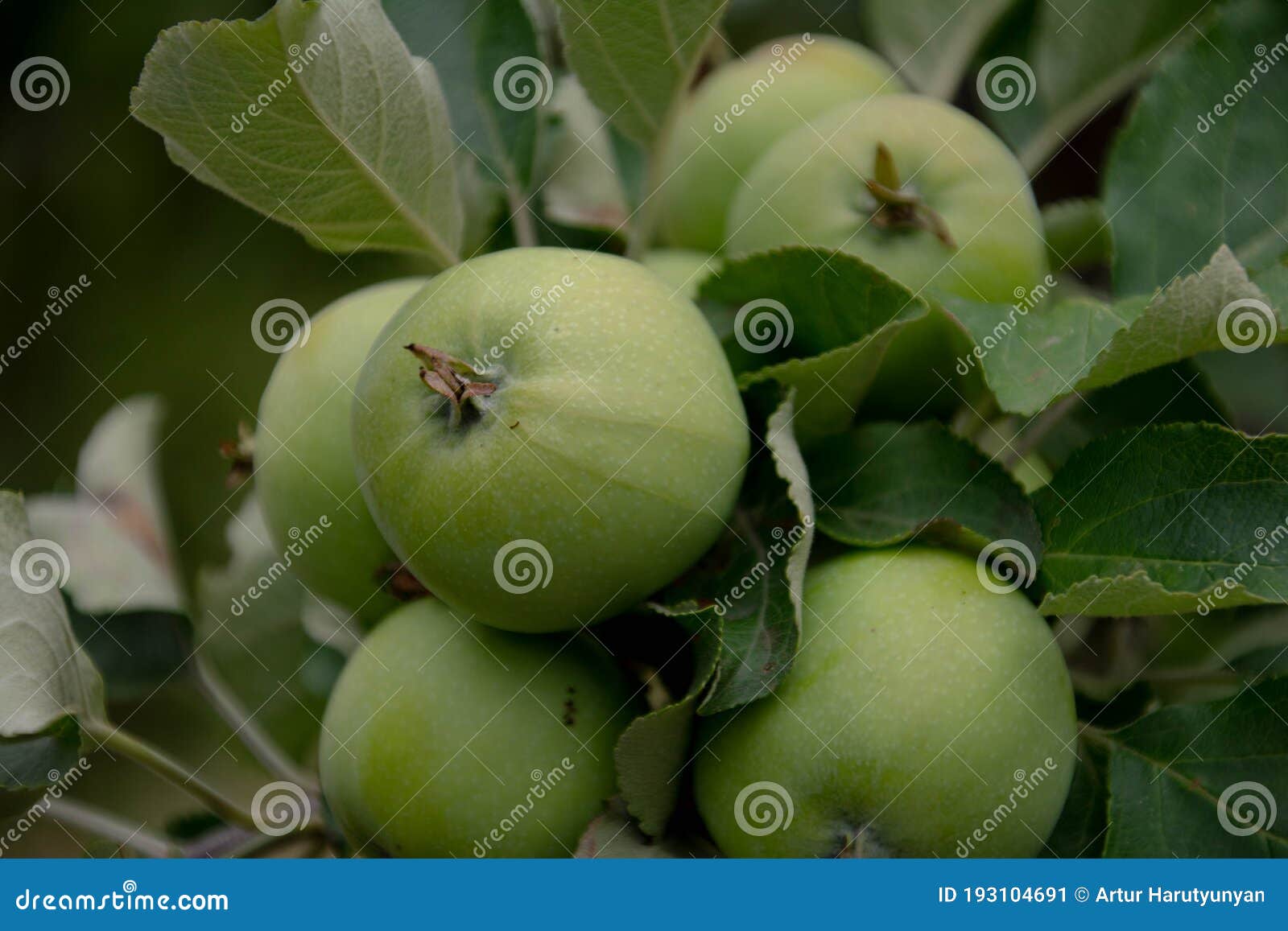 Wild Apple Tree in the Forest. Apples on the Tree. Apple Tree Stock ...