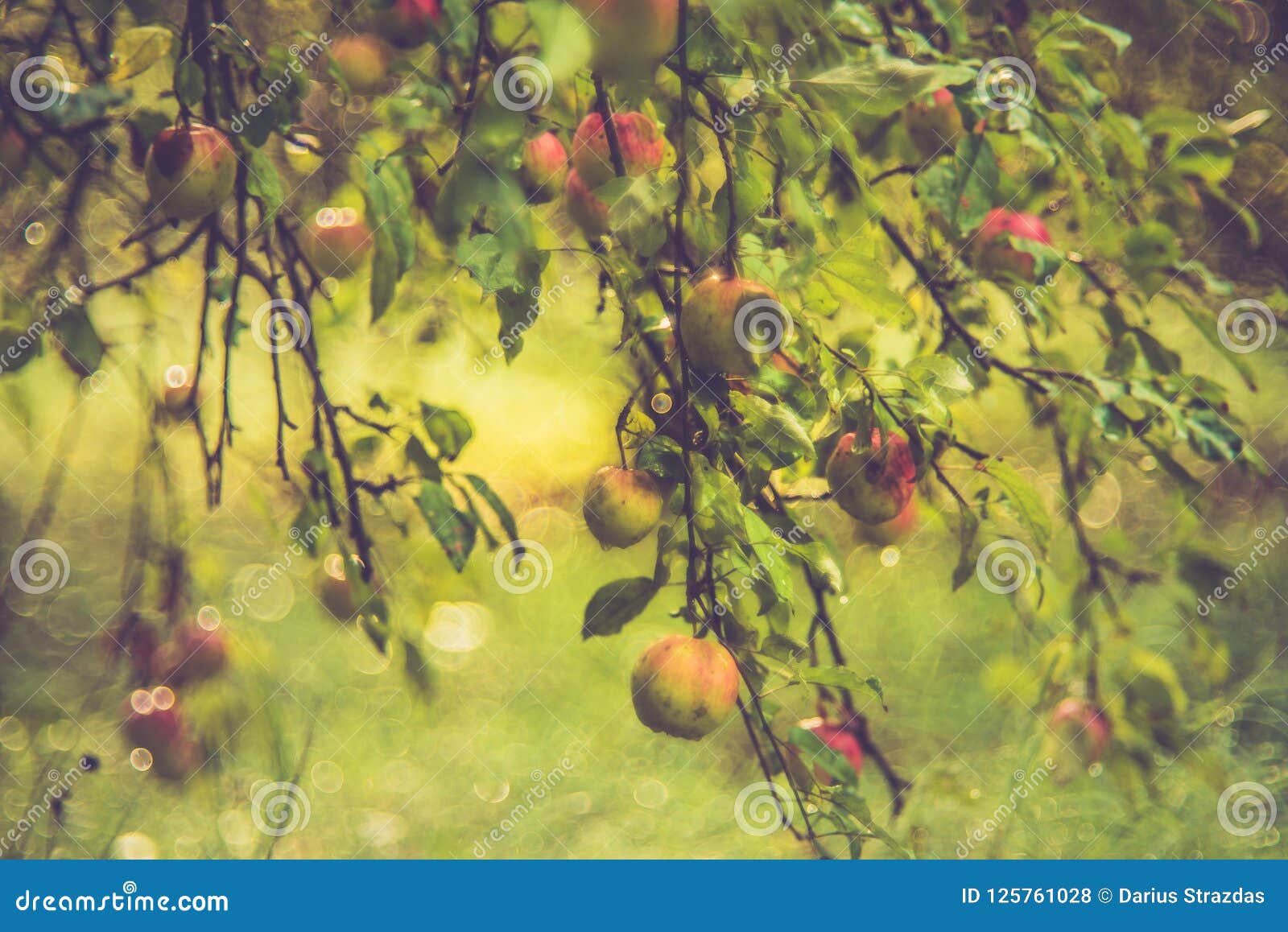 Wild apple tree in forest stock photo. Image of growth - 125761028