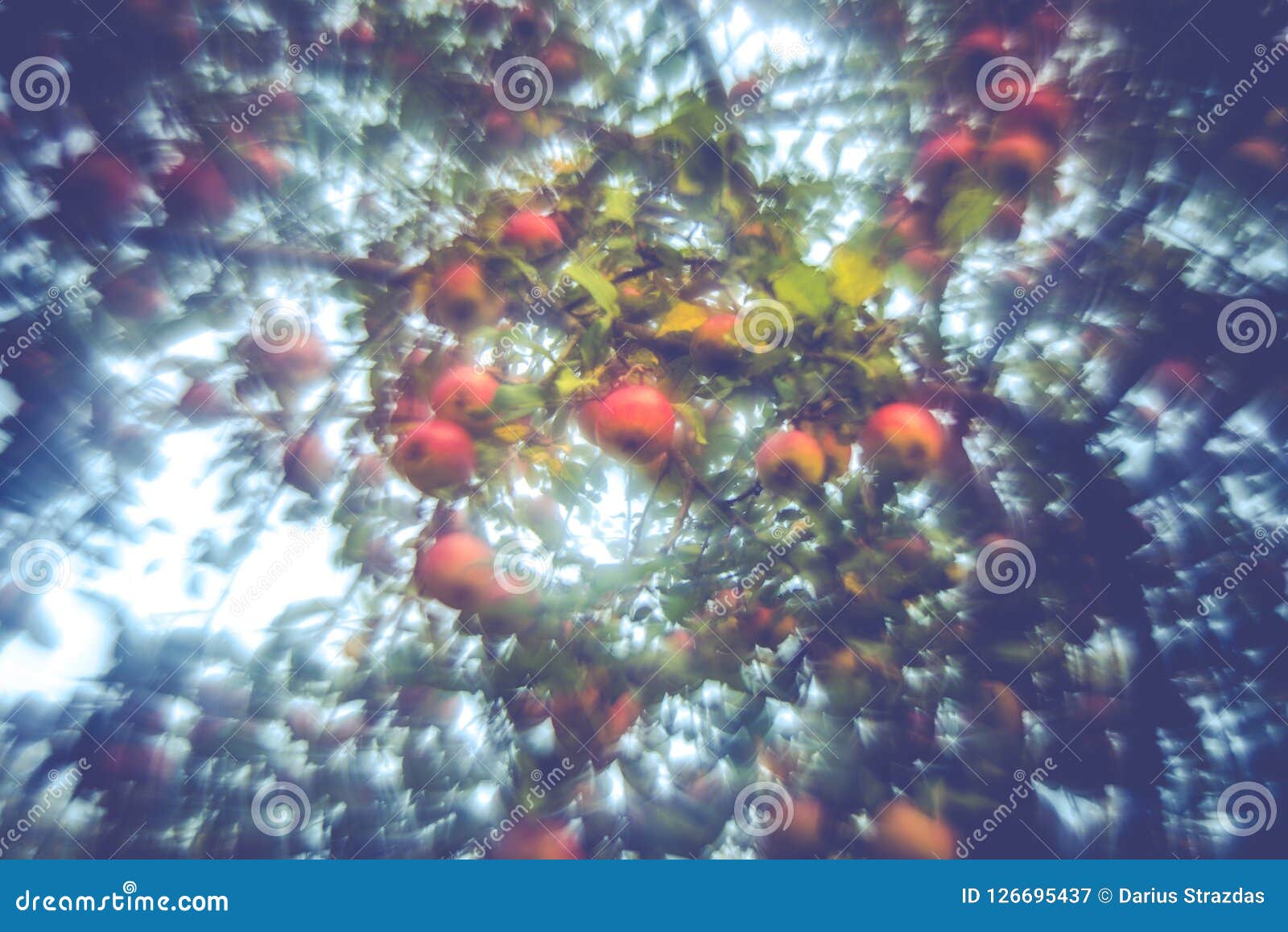 Wild apple tree in forest stock image. Image of beautiful - 126695437
